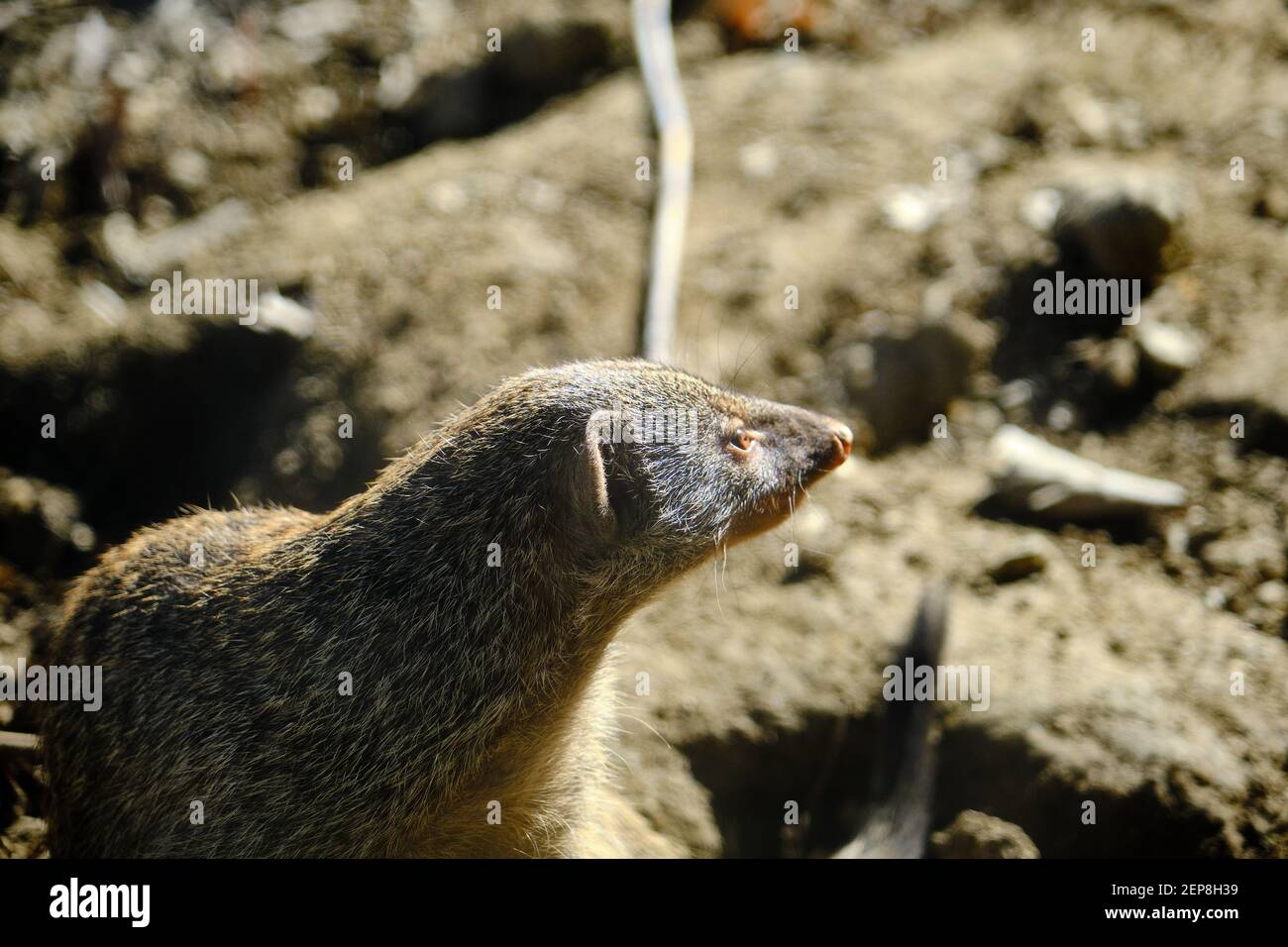 Banded mongooses in zoo during sunny day. Animals looks like big mouse ...