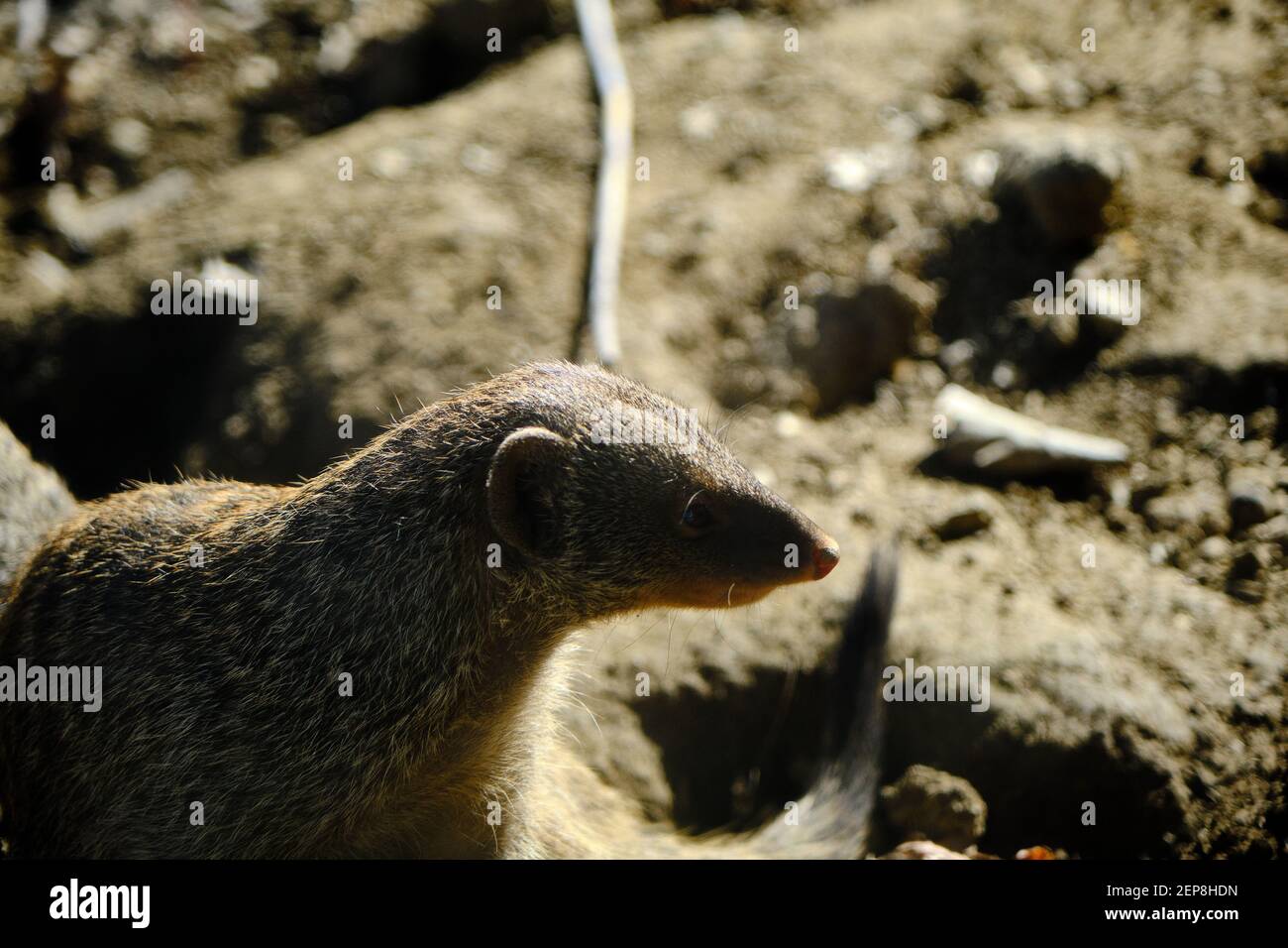 Banded mongooses in zoo during sunny day. Animals looks like big mouse ...