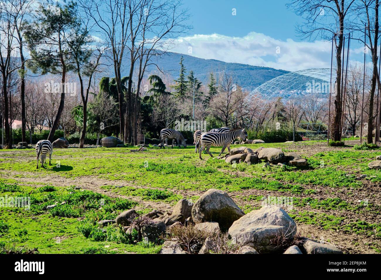 Young and adult zebras, black and white pattern zebra on green grass ...