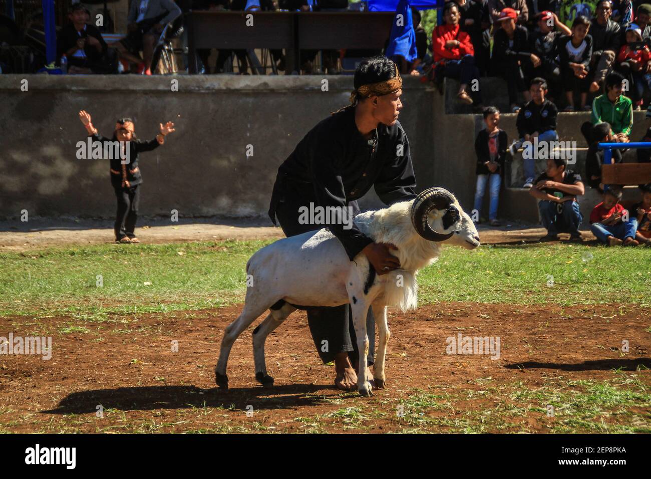 A sheep breeder prepares his garut sheep for the competition. In Garut ...