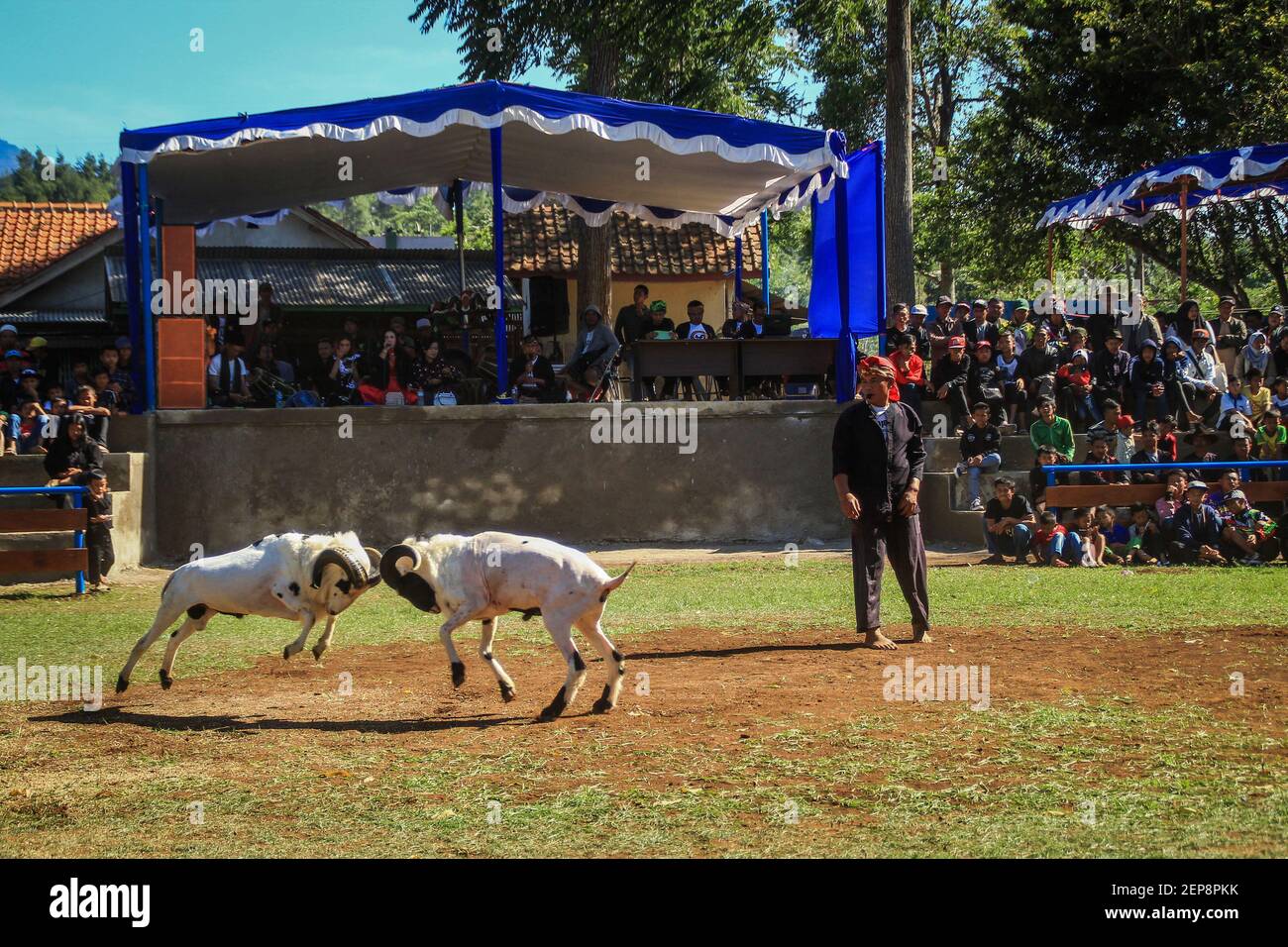 Garut sheep in action during the competition. In Garut culture ...