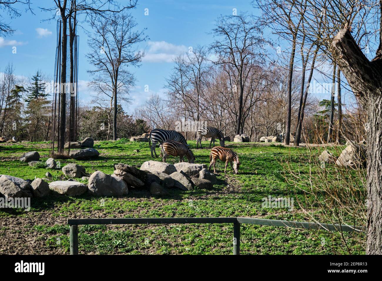 Young and adult zebras, black and white pattern zebra on green grass ...