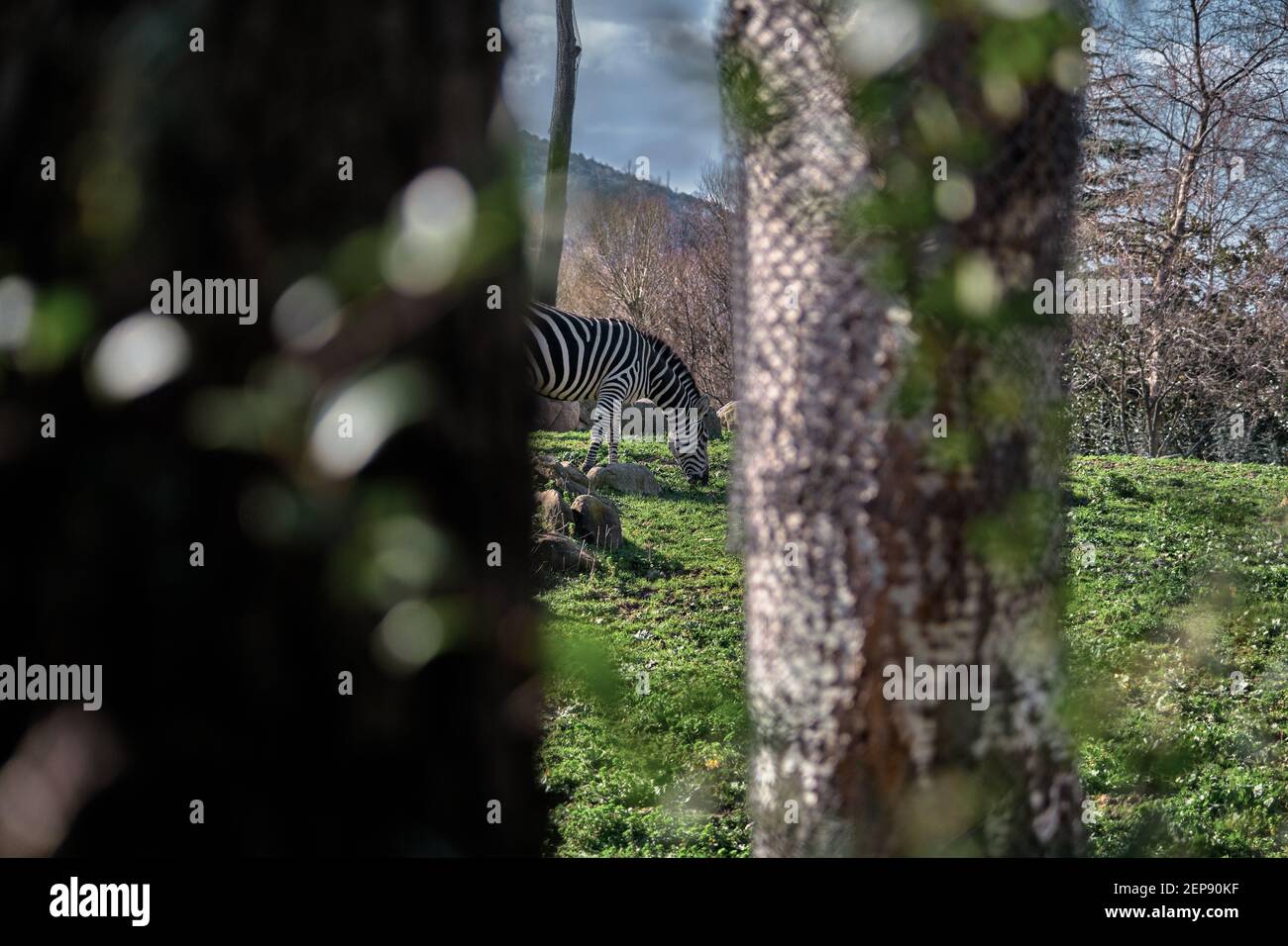 Young and adult zebras, black and white pattern zebra on green grass ...