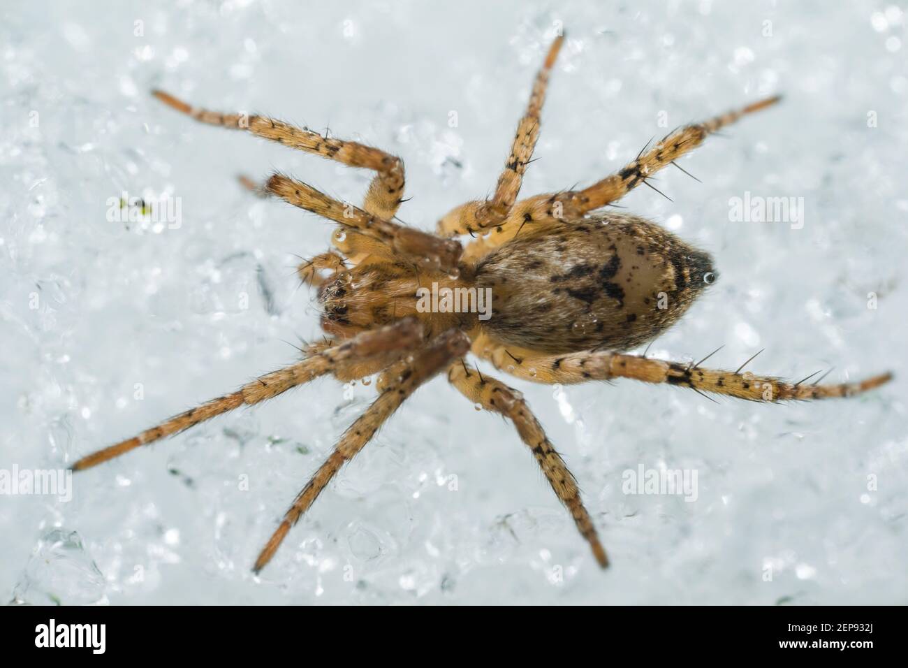 Buzzing spider (Anyphaena accentuata Stock Photo - Alamy