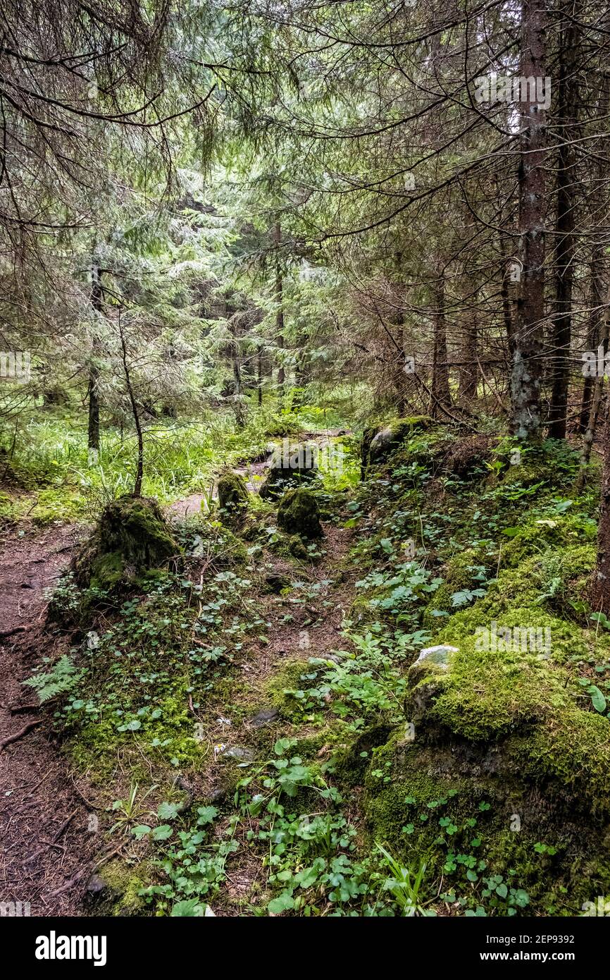 Foopath in coniferous forest, Low Tatras mountains, Slovak republic ...