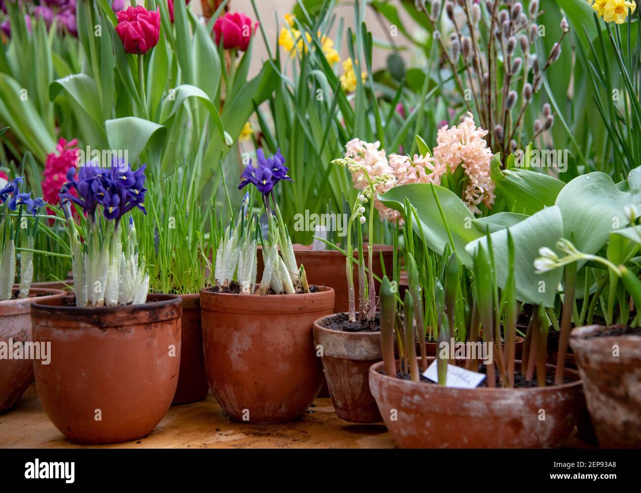 Commercial landscaping with flowers hi-res stock photography and images ...