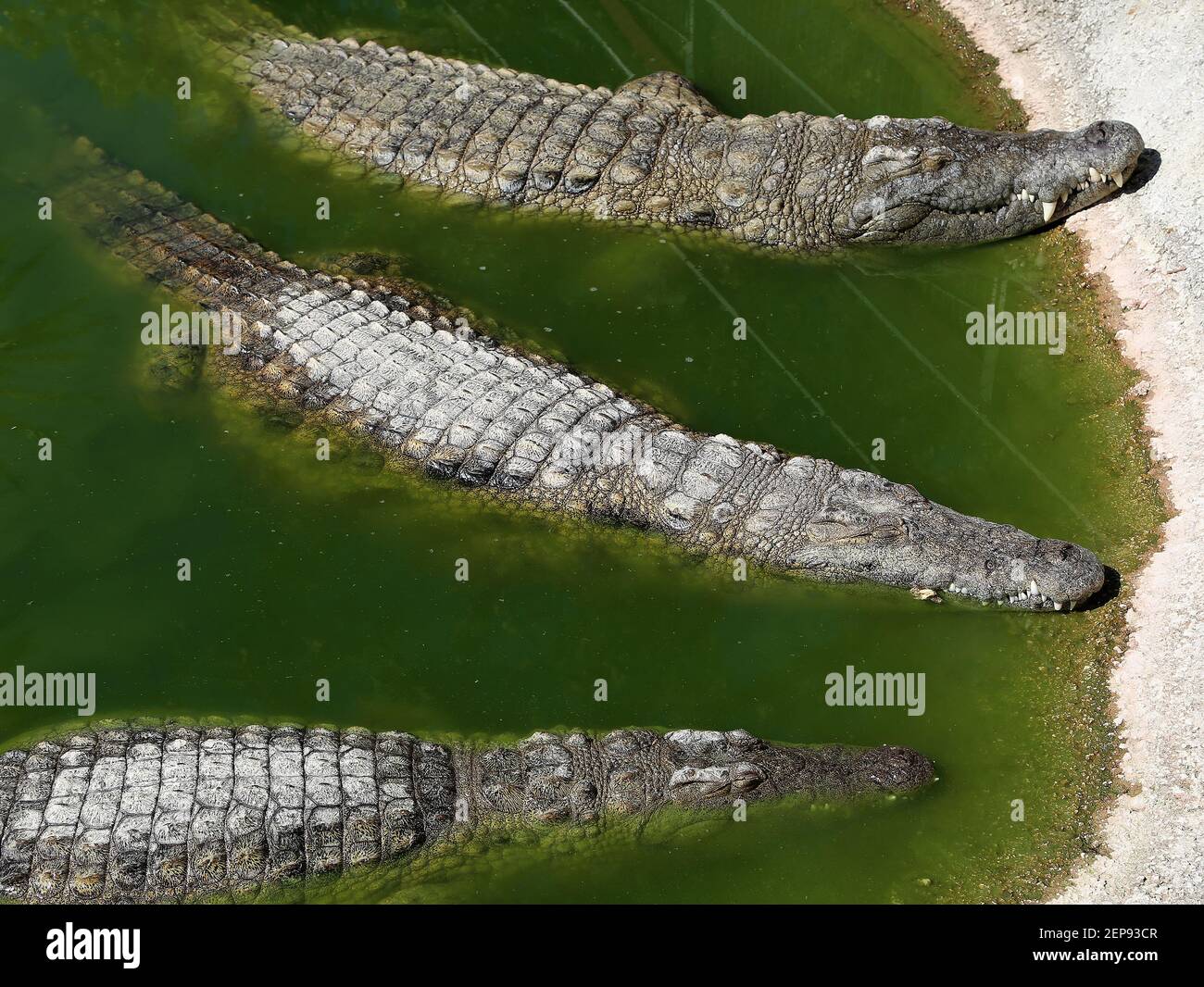 A closeup photo of a crocodile Stock Photo - Alamy