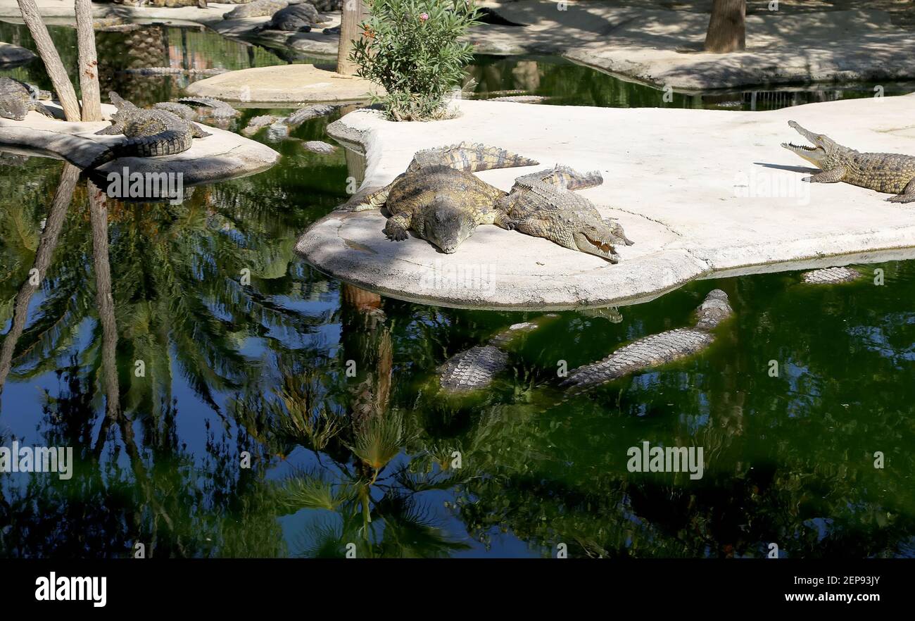 A closeup photo of a crocodile Stock Photo - Alamy
