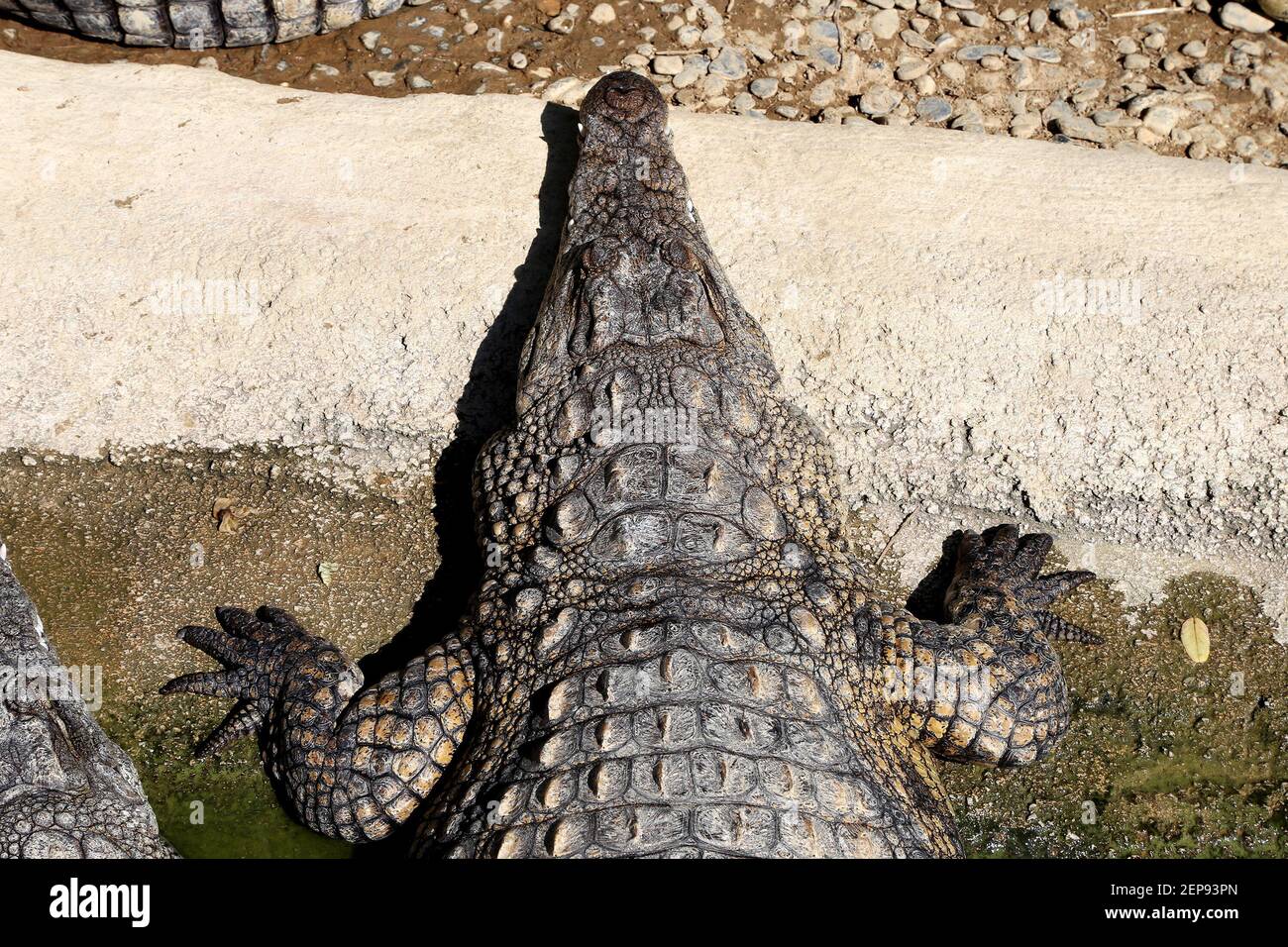 A closeup photo of a crocodile Stock Photo - Alamy