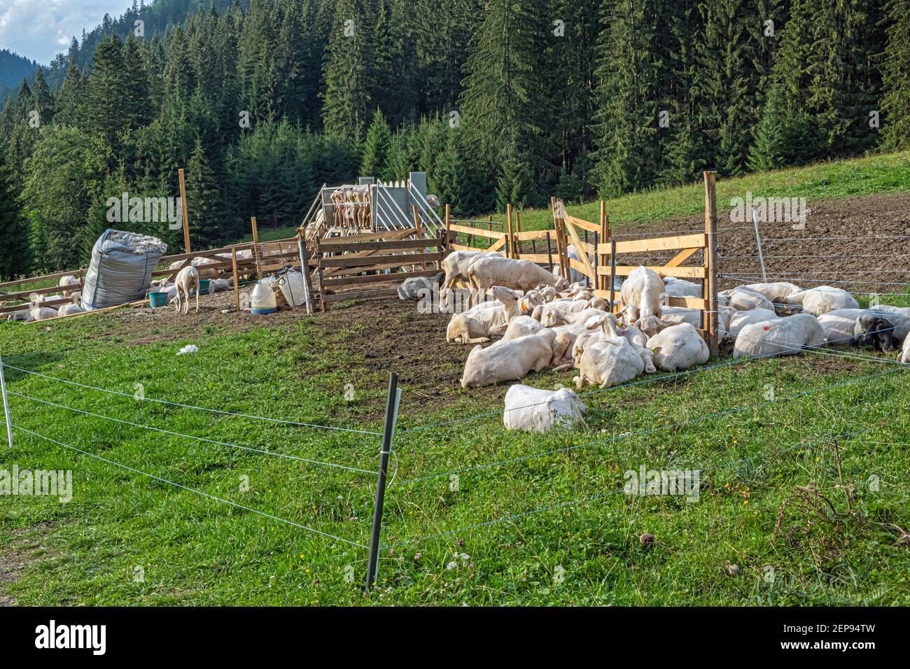 Automatic milking sheep, farm in Low Tatras mountain, Slovak republic ...