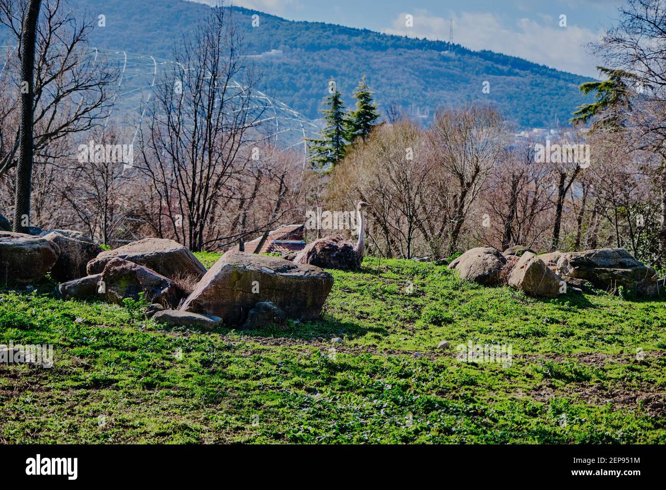 Ostriches in sunny days at Bursa Zoo. Turkey Ostriches walking in its ...