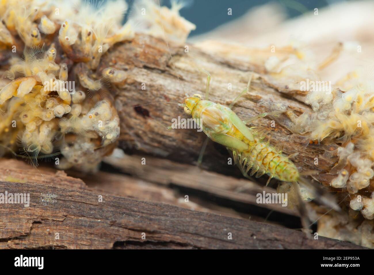 Small minnow mayfly larva (Baetidae Stock Photo - Alamy