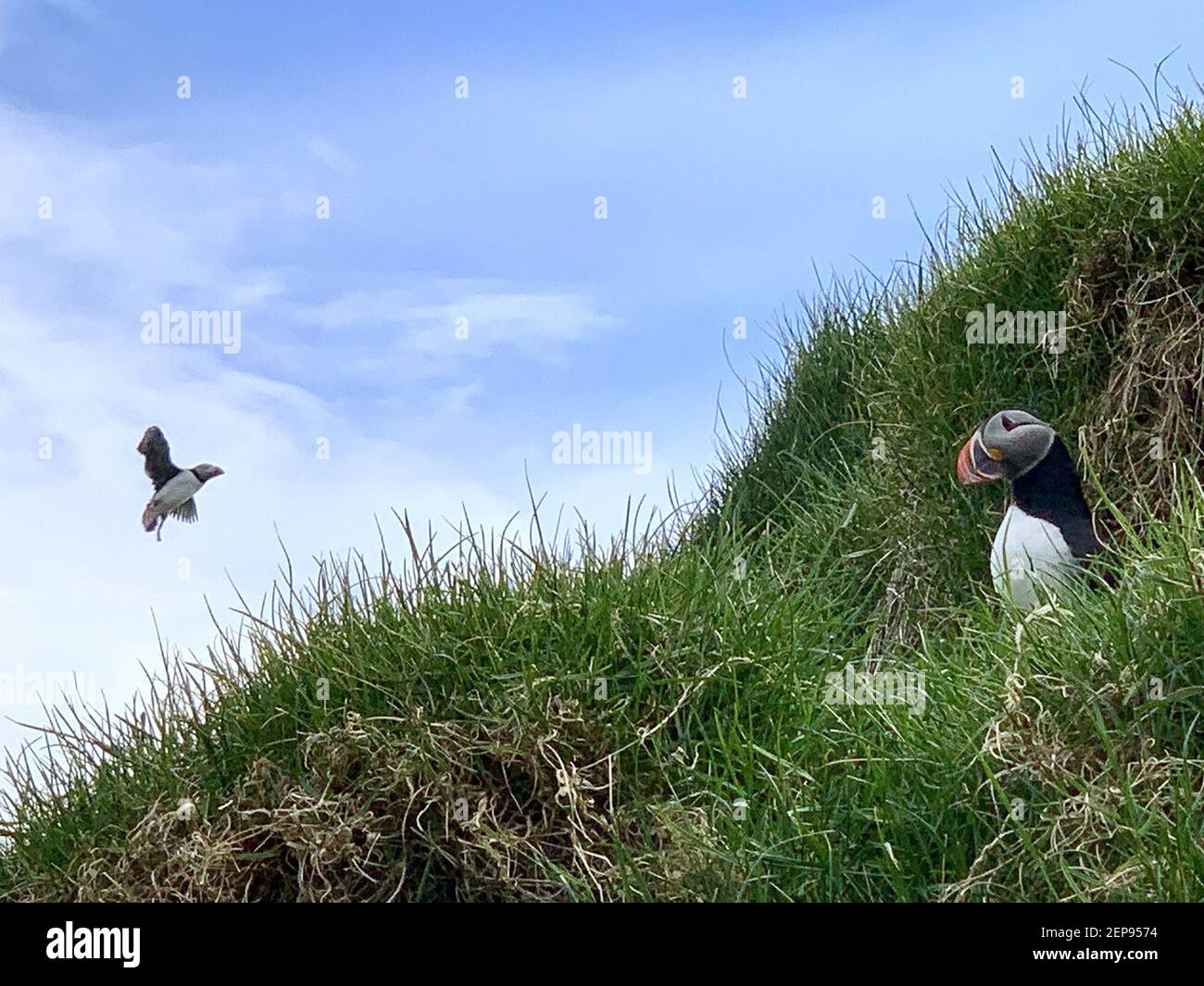 Mykines, one of the 18 islands in the Faroe Islands, is known for its ...