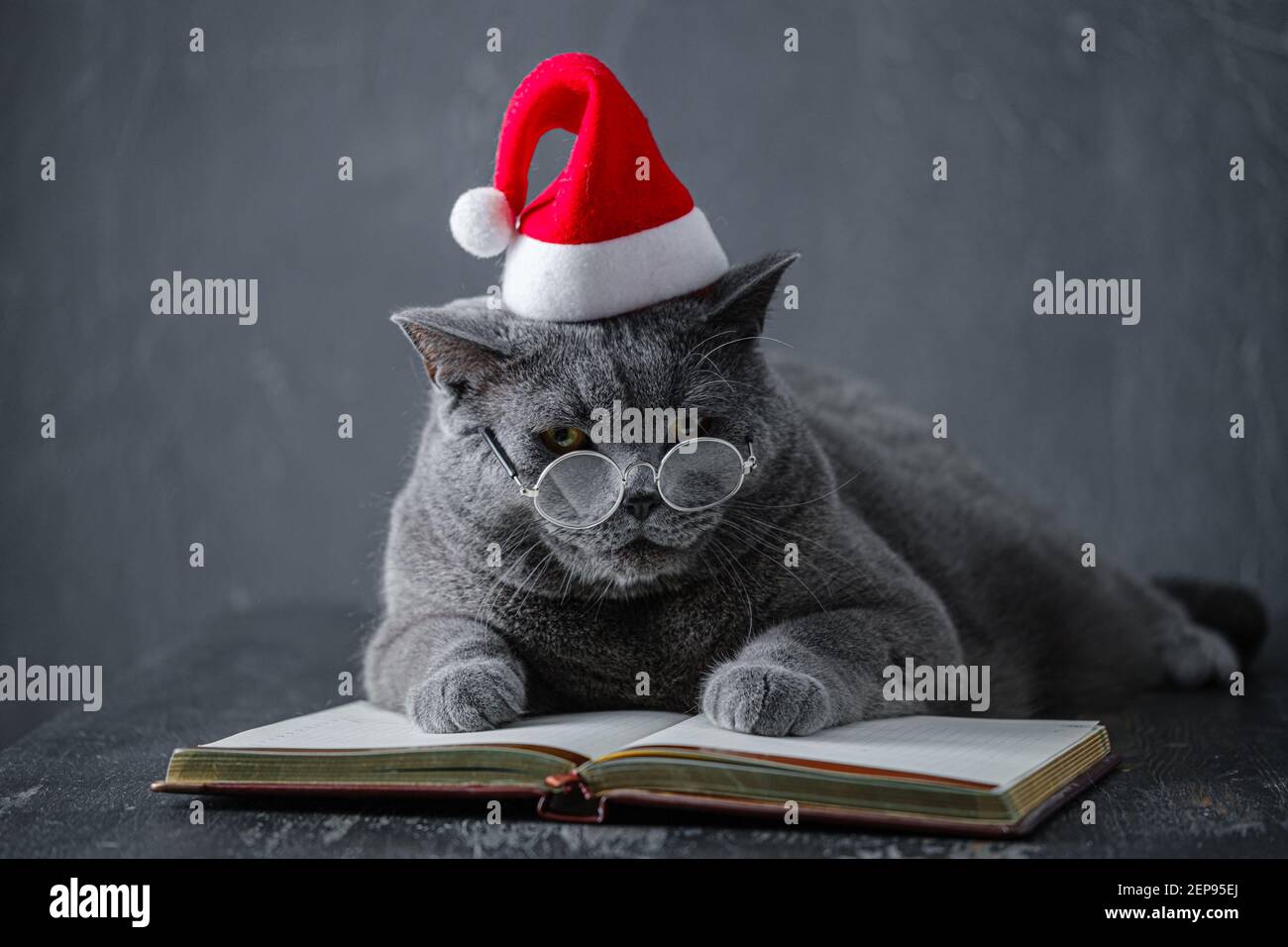 Cats With Hats And Glasses