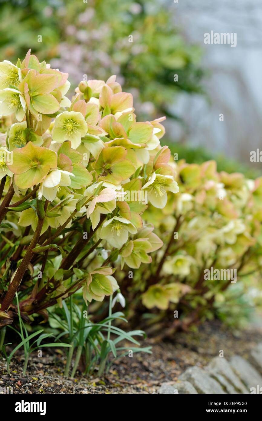 Ice breaker fancy hi-res stock photography and images - Alamy