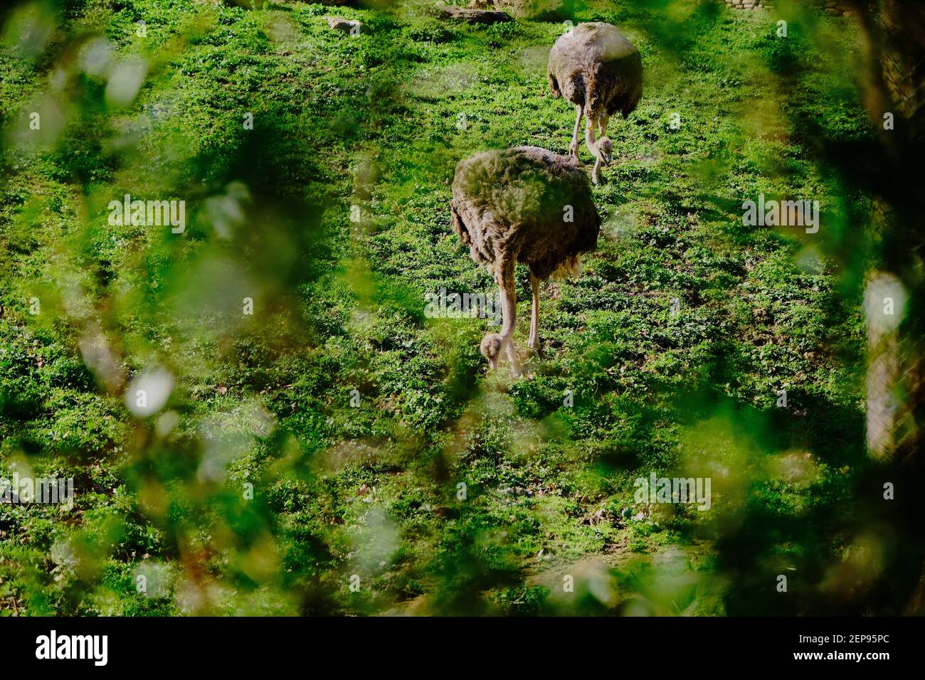 Ostriches in sunny days at Bursa Zoo. Turkey Ostriches walking in its ...