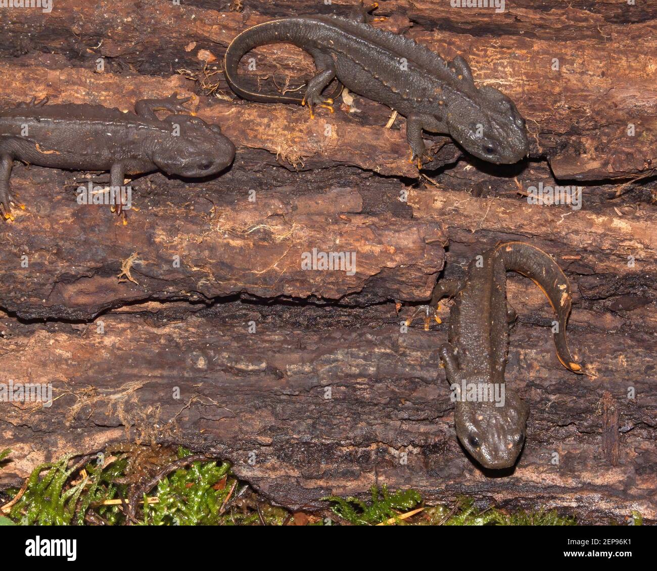 Tylototriton vietnamensis hi-res stock photography and images - Alamy