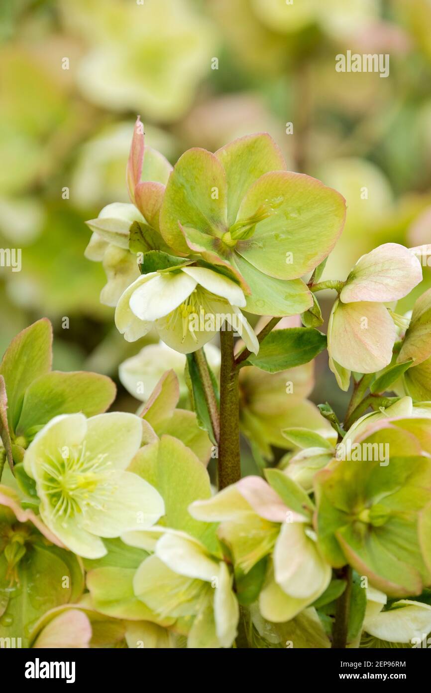 Helleborus nigercors "Ice Breaker'. Helleborus × nigercors 'Coseh 820 ...