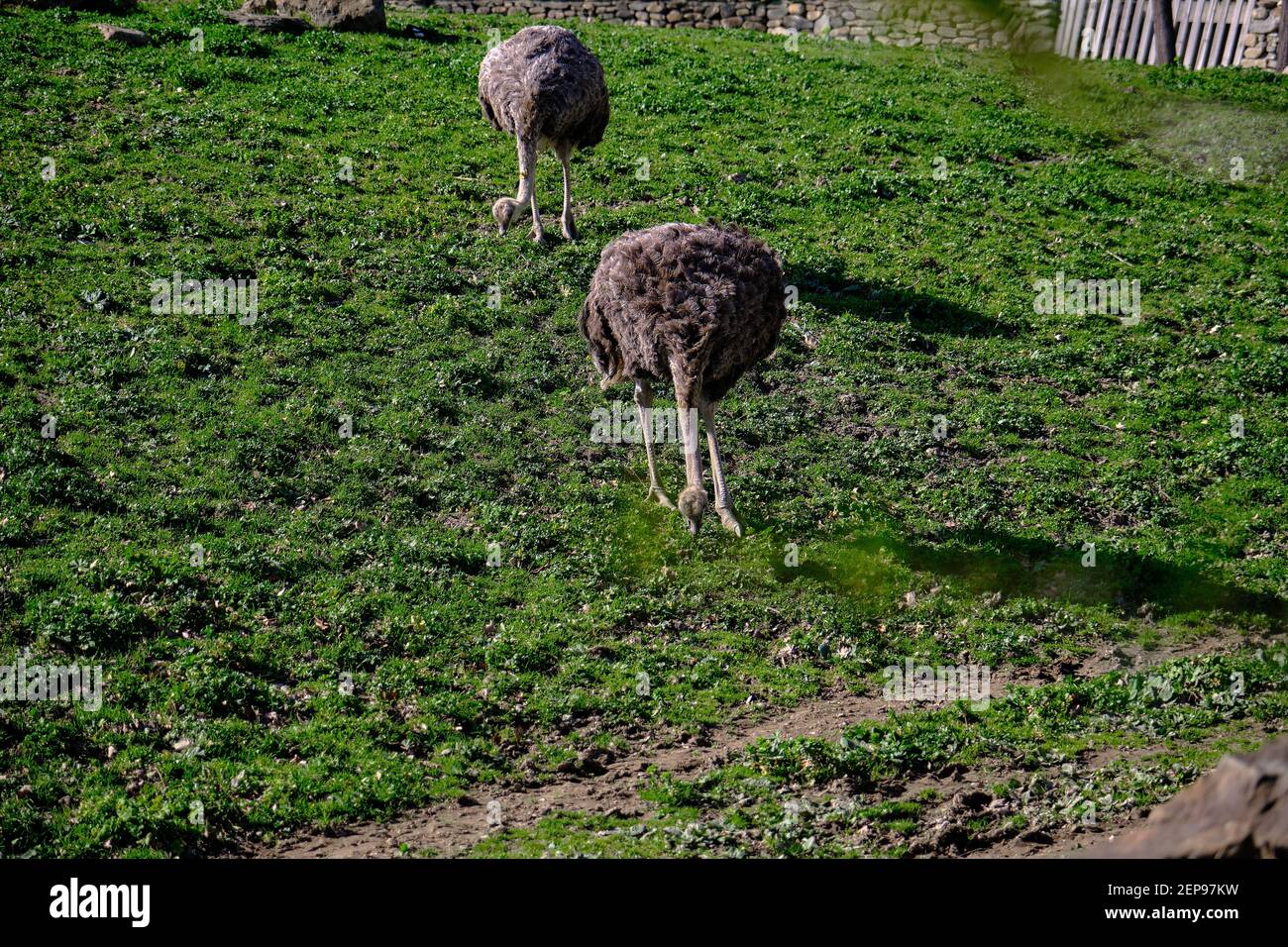 Ostriches in sunny days at Bursa Zoo. Turkey Ostriches walking in its ...