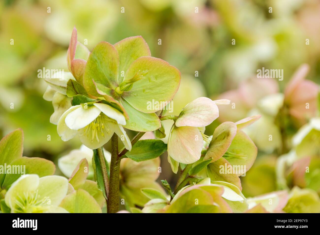Helleborus nigercors "Ice Breaker'. Helleborus × nigercors 'Coseh 820 ...