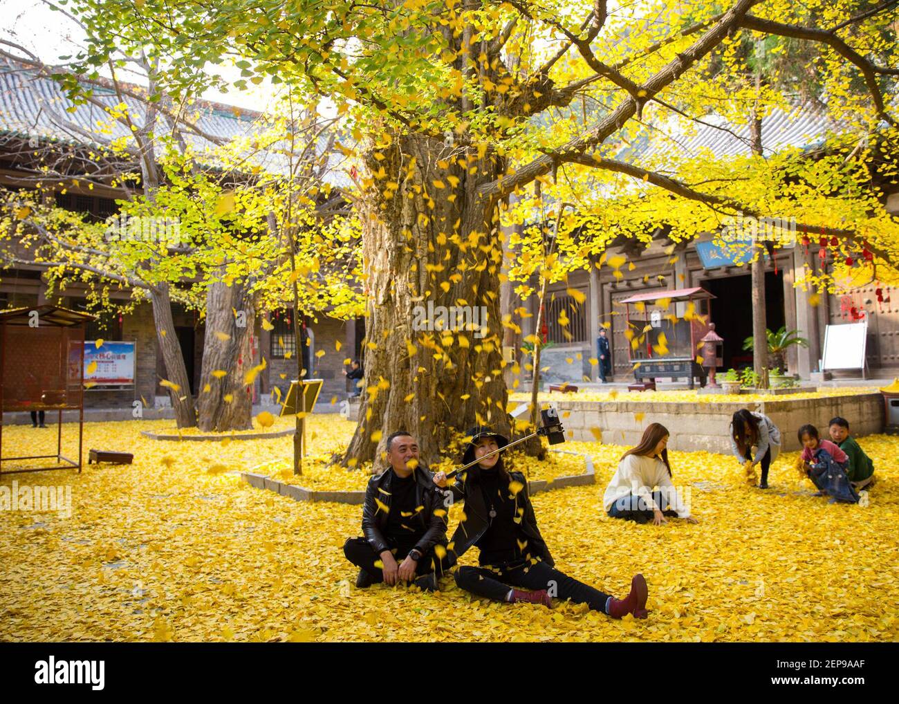 Tourists take photos with two thousand-year-old gingko trees and gingko ...