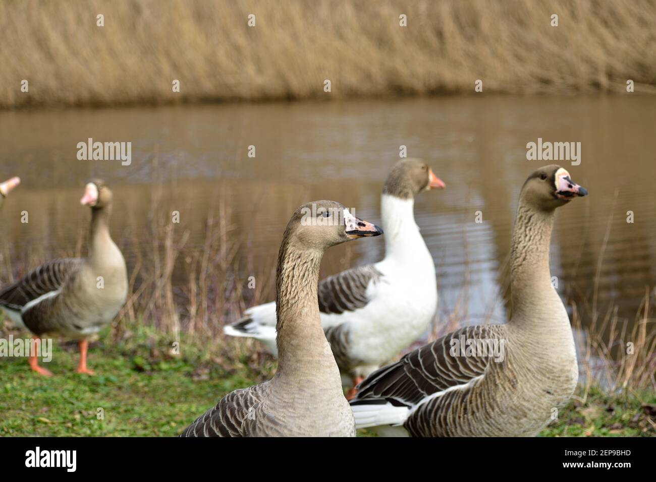 A flock of beautiful Canadian geese walking along the grass bank of a ...