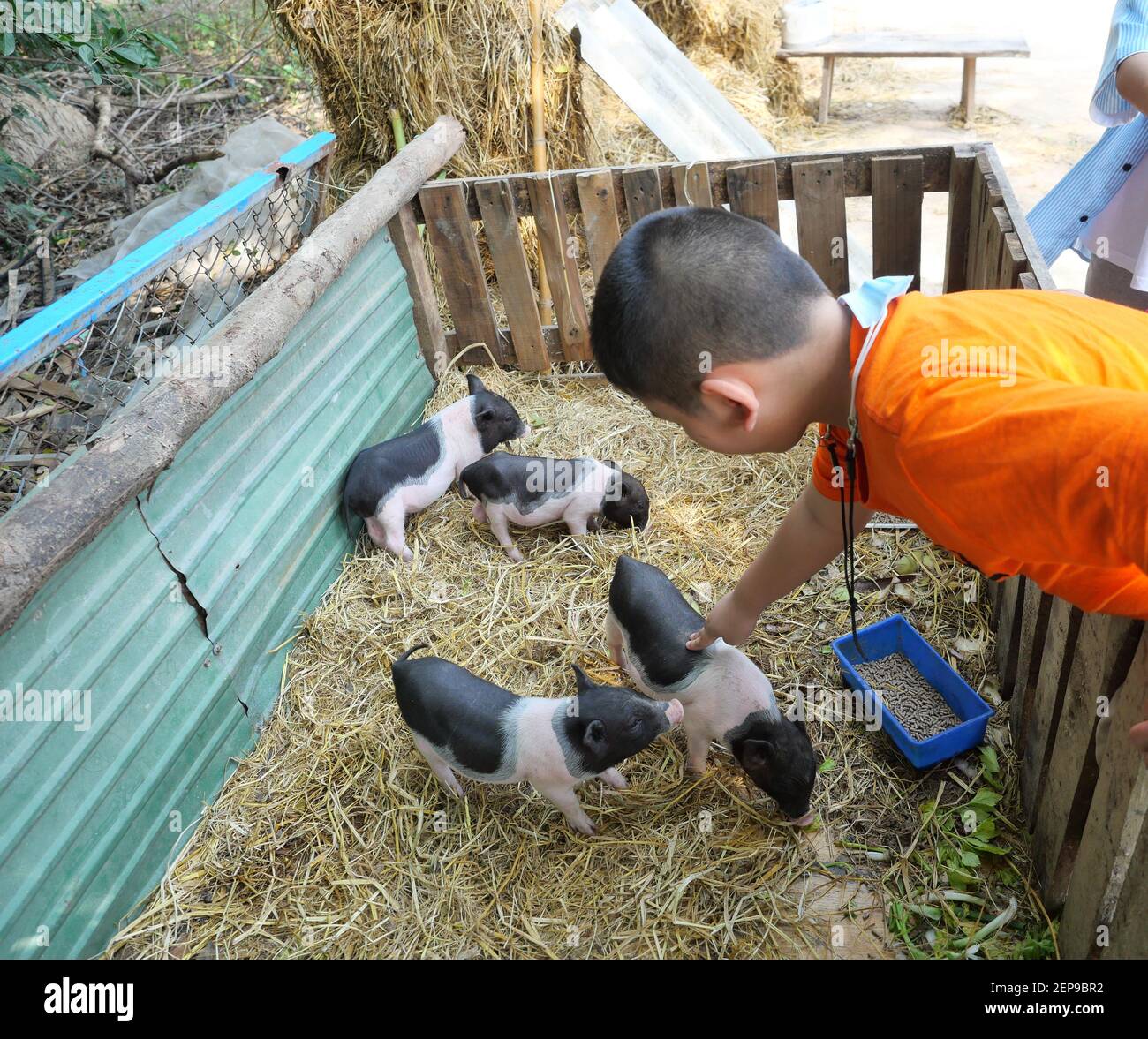 Asian boy is feeding pig on a farm, Group of baby Vietnamese Pot ...