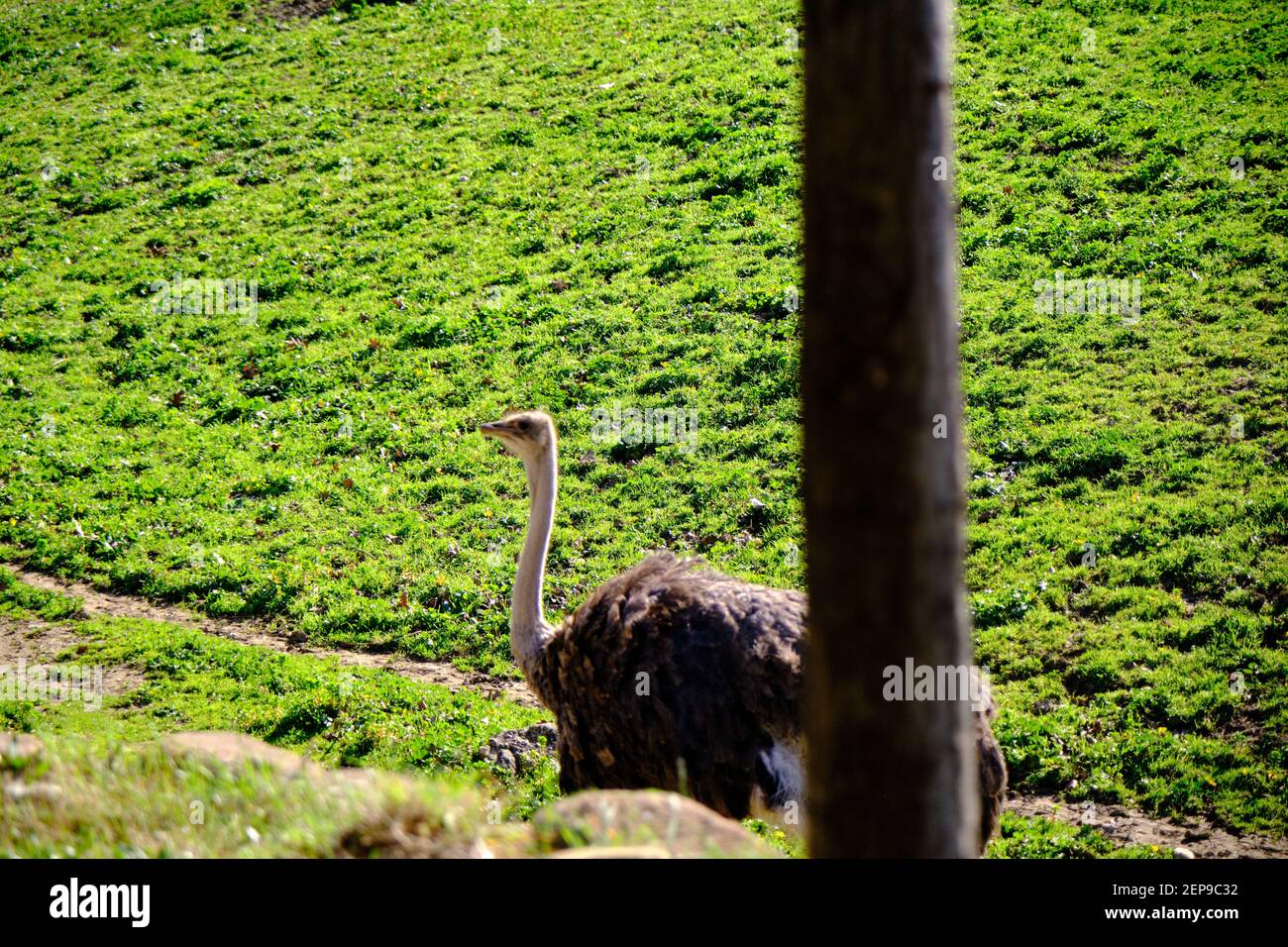 Ostriches in sunny days at Bursa Zoo. Turkey Ostriches walking in its ...