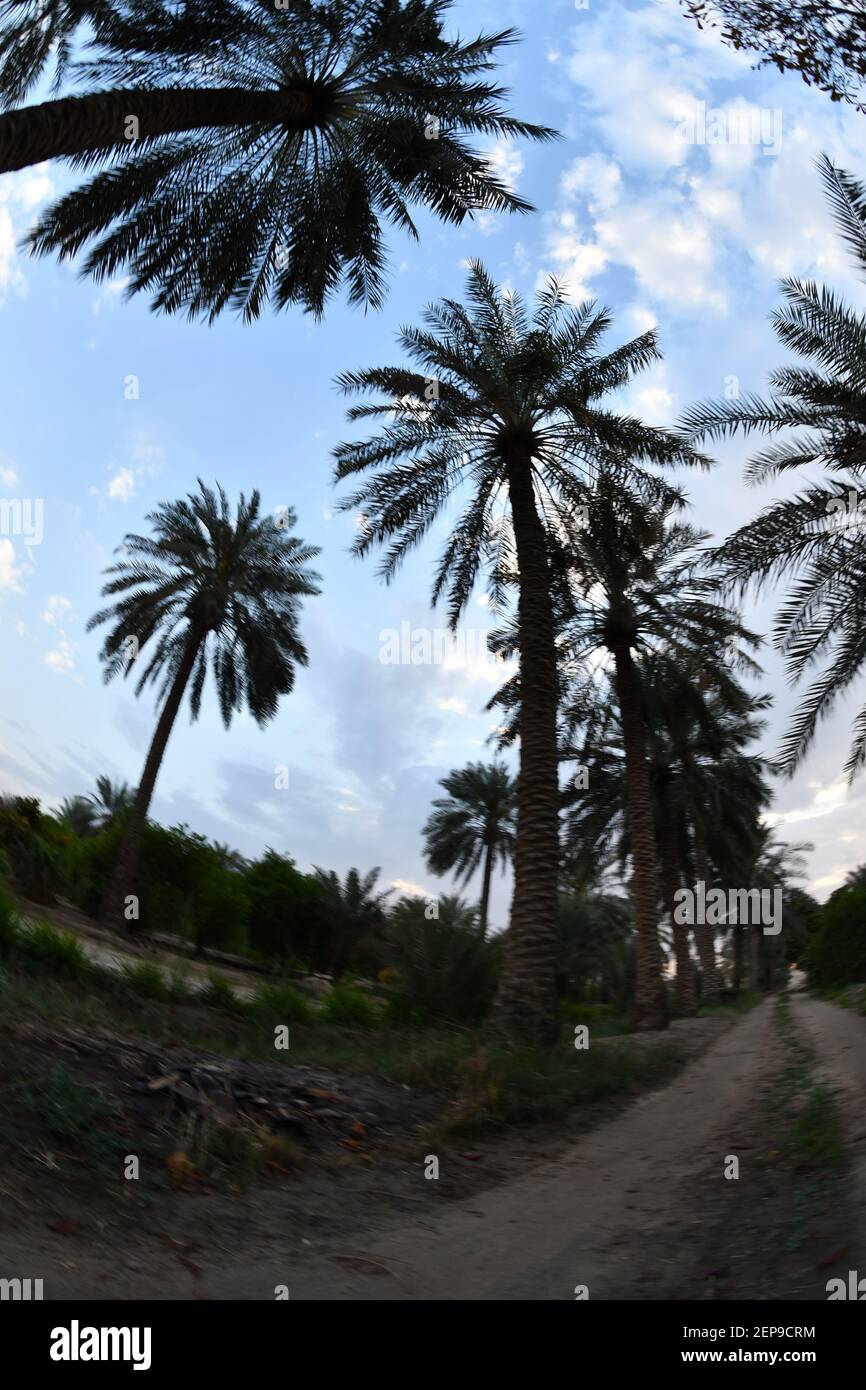 Date palm , tree of the palm family cultivated for its sweet edible ...