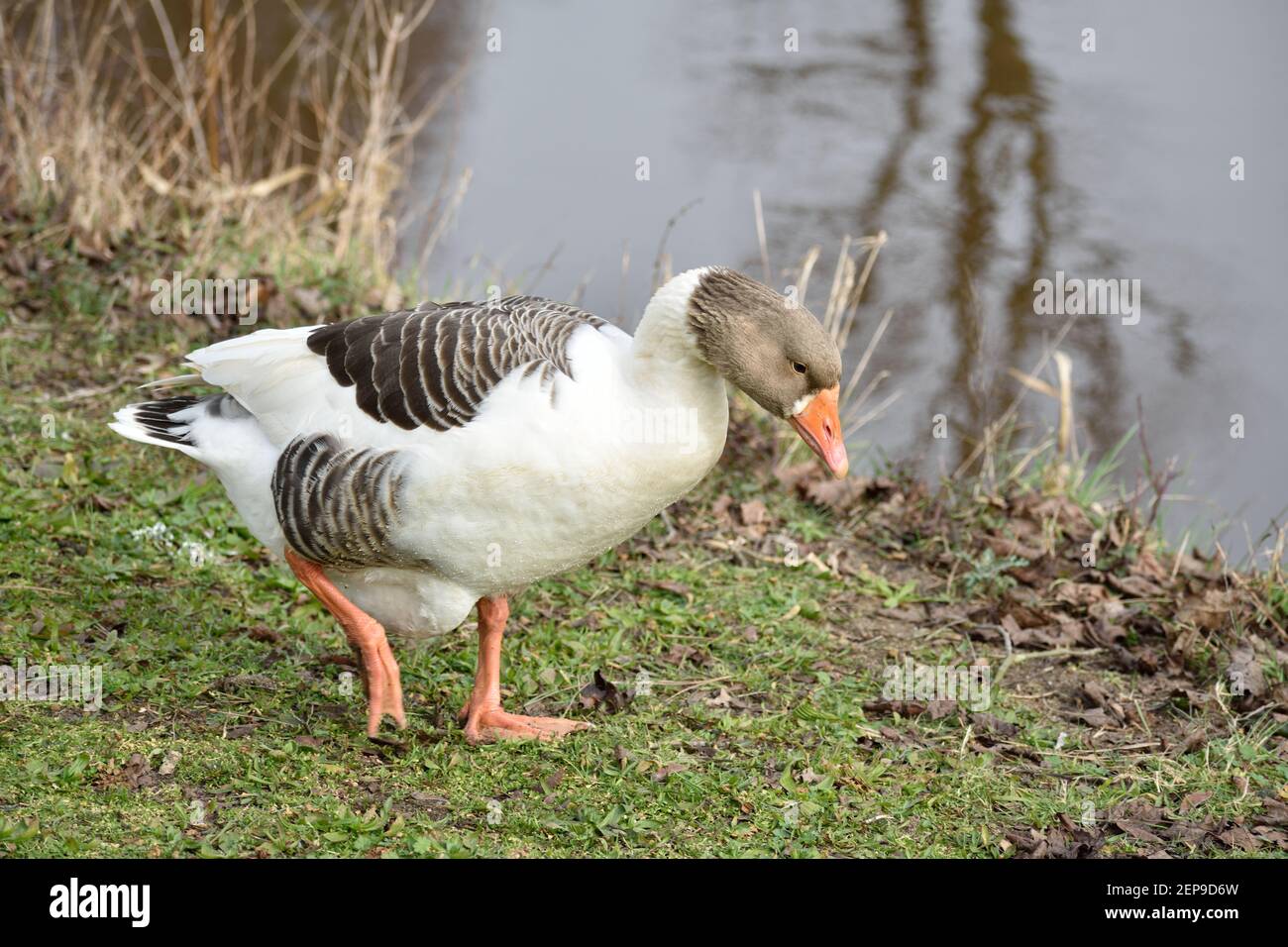 Canadian goose up close hi-res stock photography and images - Alamy