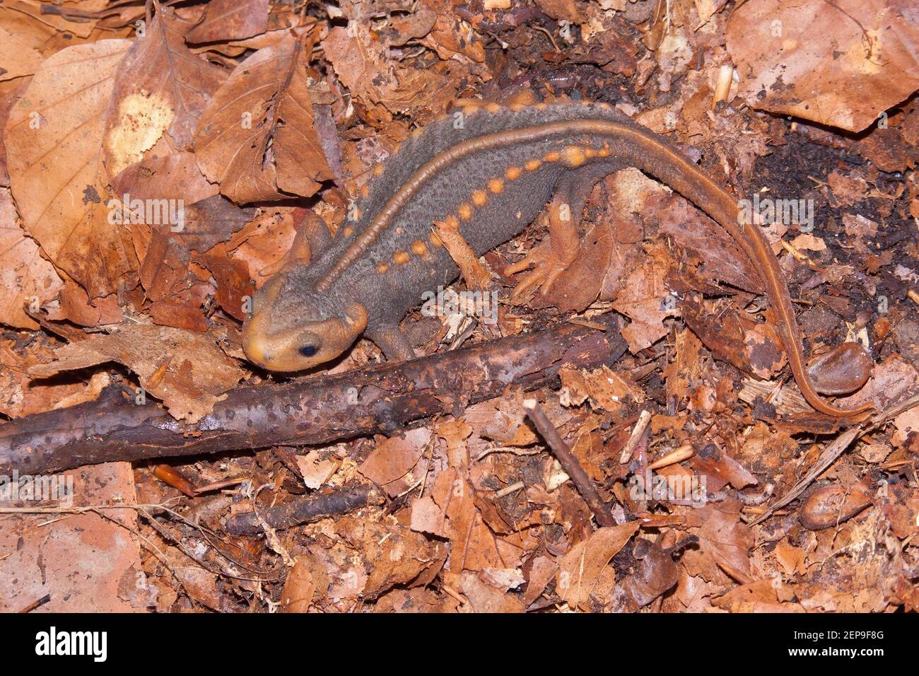 True salamanders hi-res stock photography and images - Alamy