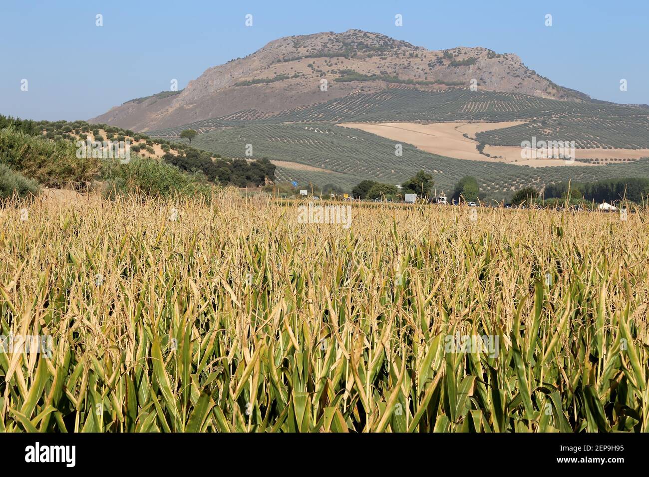 Typical rural landscape with olives and corn fields. Andalusia, Spain ...