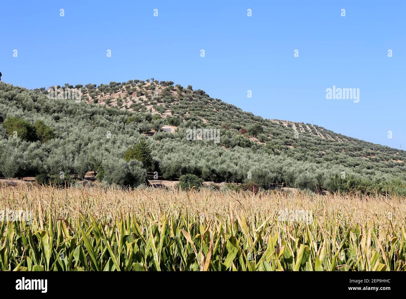 Typical rural landscape with olives and corn fields. Andalusia, Spain ...
