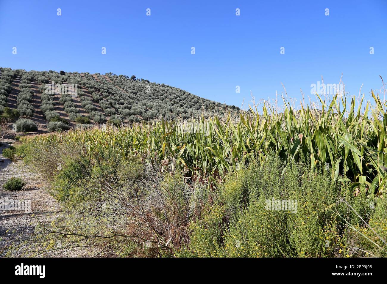 Typical rural landscape with olives and corn fields. Andalusia, Spain ...