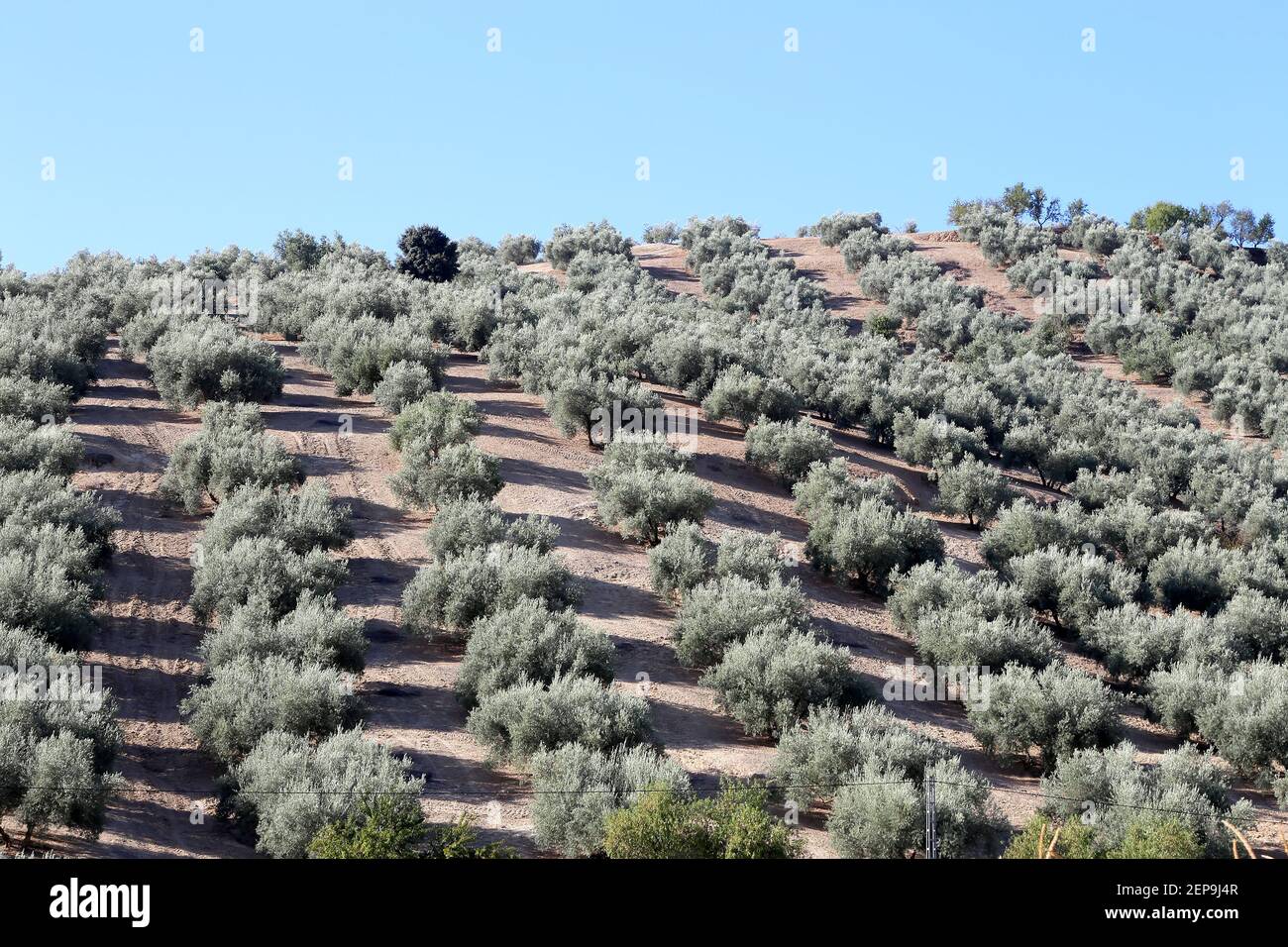 Typical rural landscape with olives and corn fields. Andalusia, Spain ...