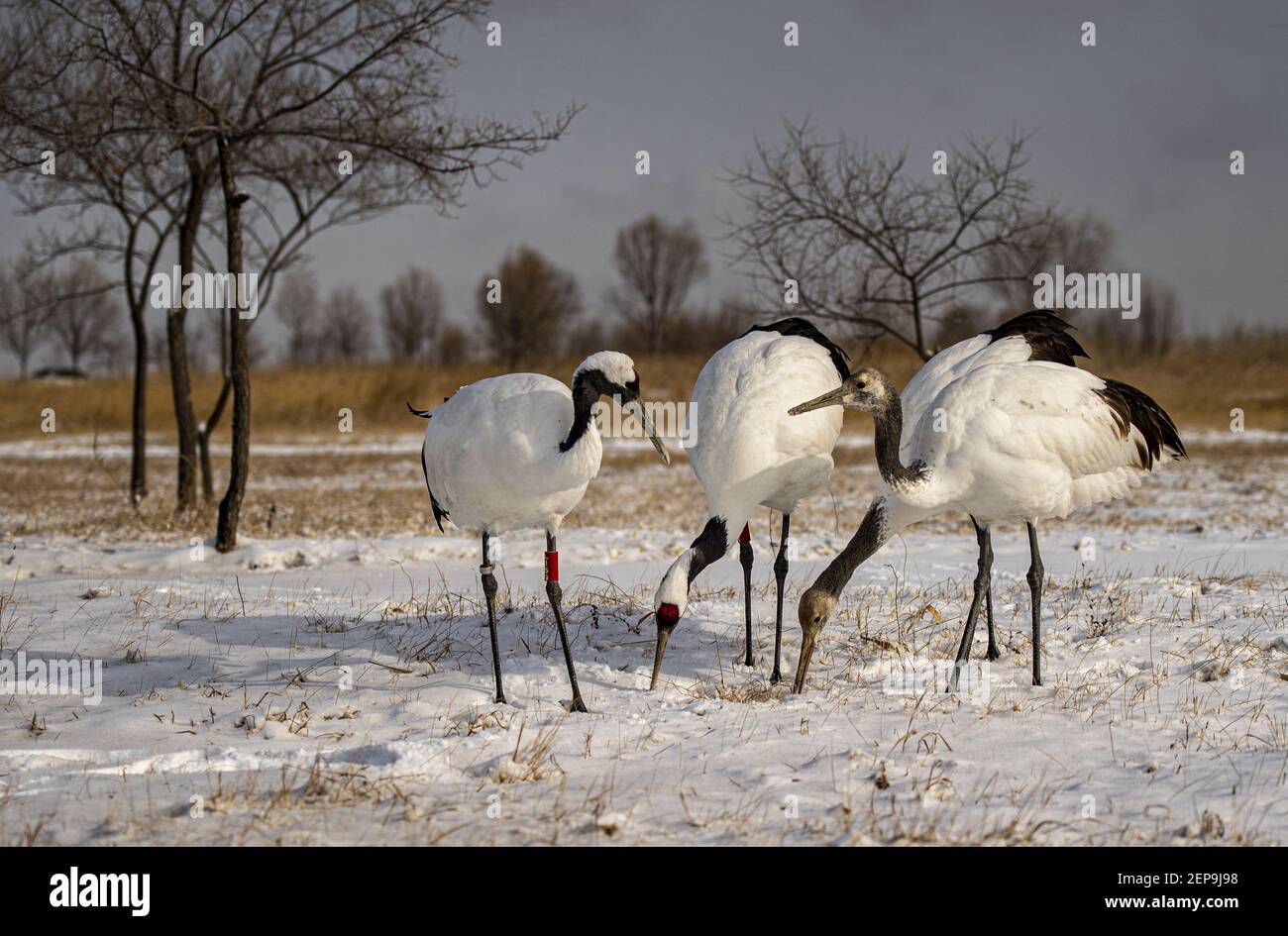 Heilongjiang ,CHINA-Red-crowned cranes fly in the snow at Zhalong ...