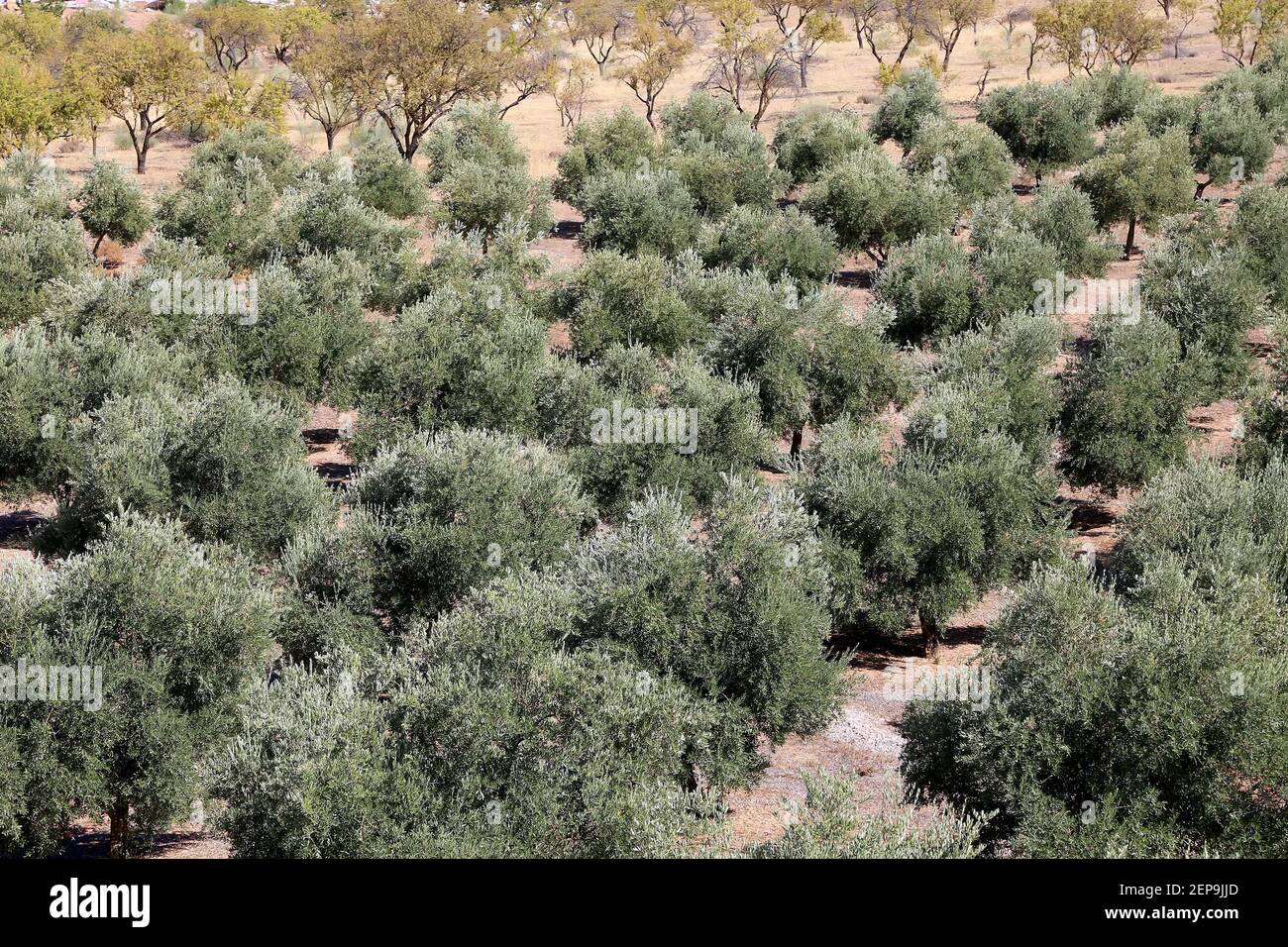 Typical rural landscape with olives and corn fields. Andalusia, Spain ...