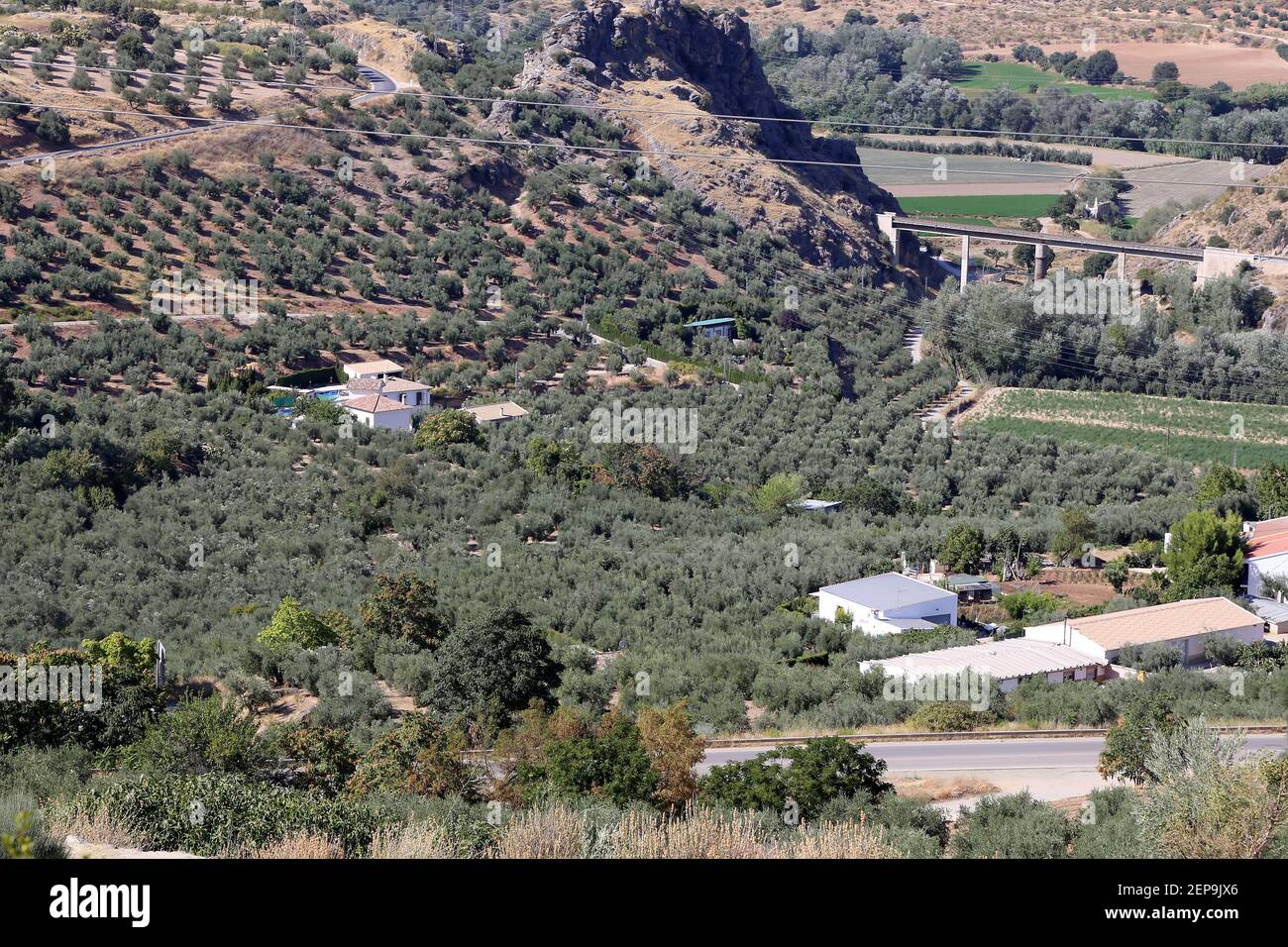 Typical rural landscape with olives and corn fields. Andalusia, Spain ...