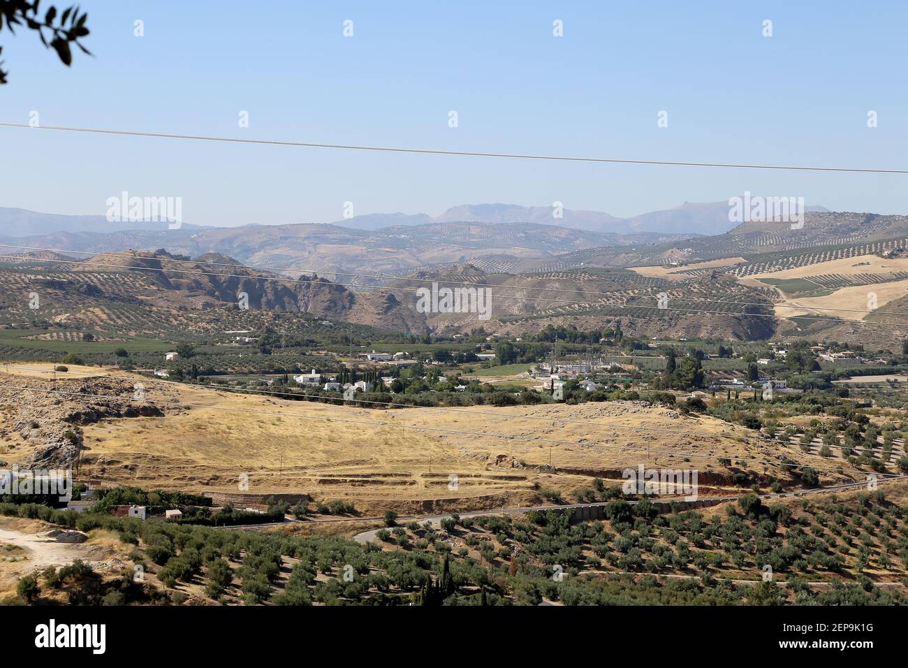 Typical rural landscape with olives and corn fields. Andalusia, Spain ...