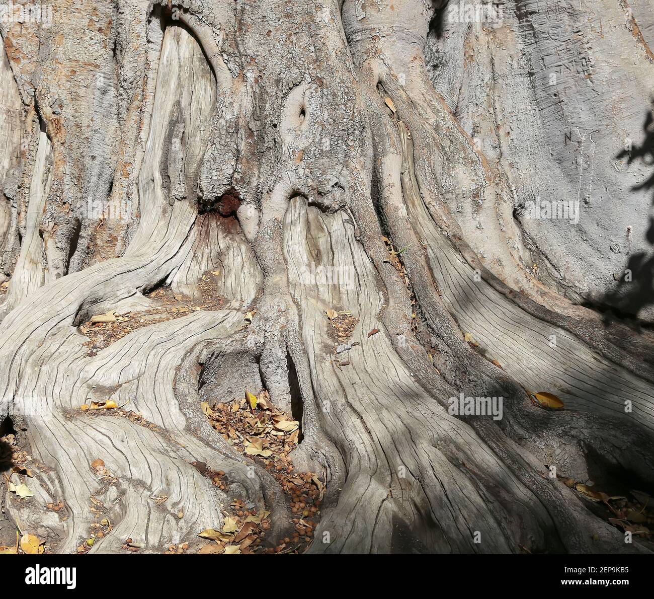 The roots of a large old tree, close-up Stock Photo - Alamy