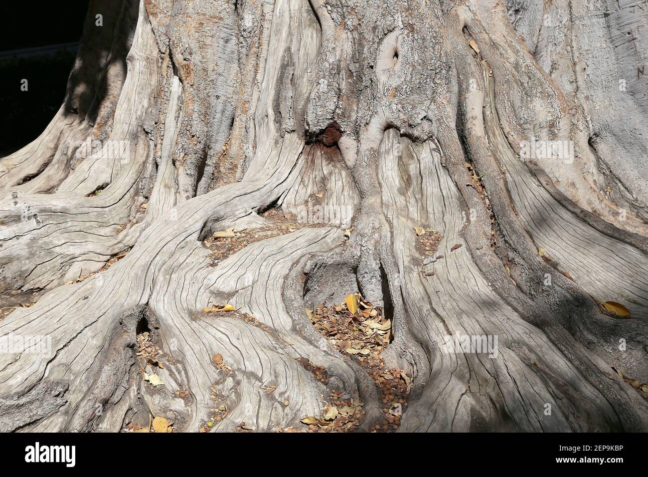 The roots of a large old tree, close-up Stock Photo - Alamy
