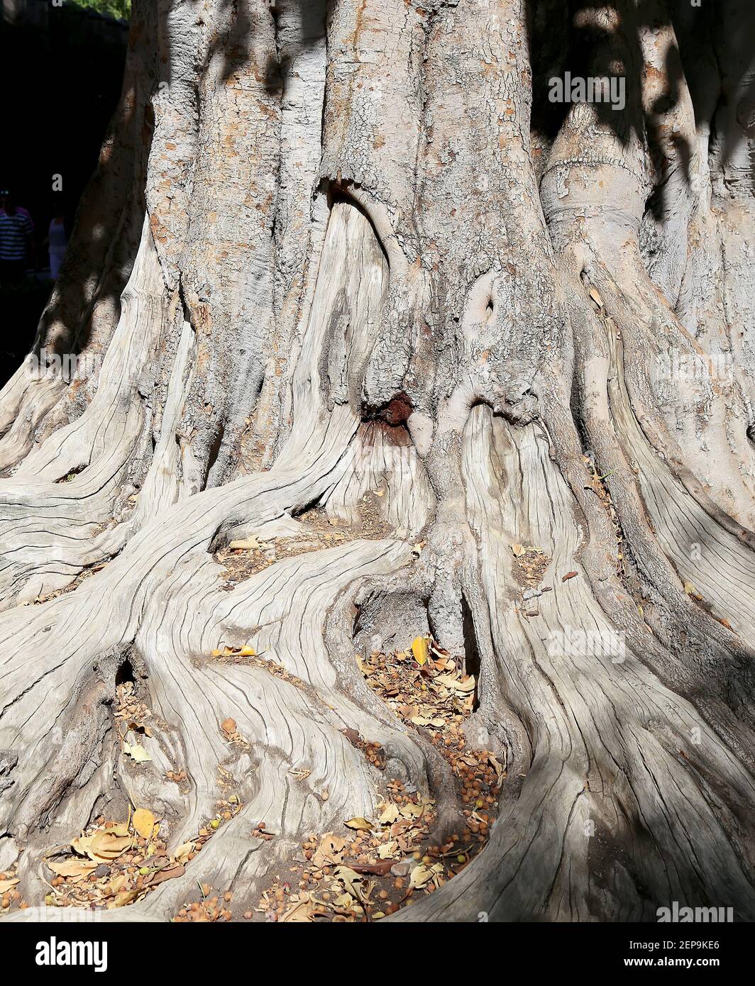 The roots of a large old tree, close-up Stock Photo - Alamy