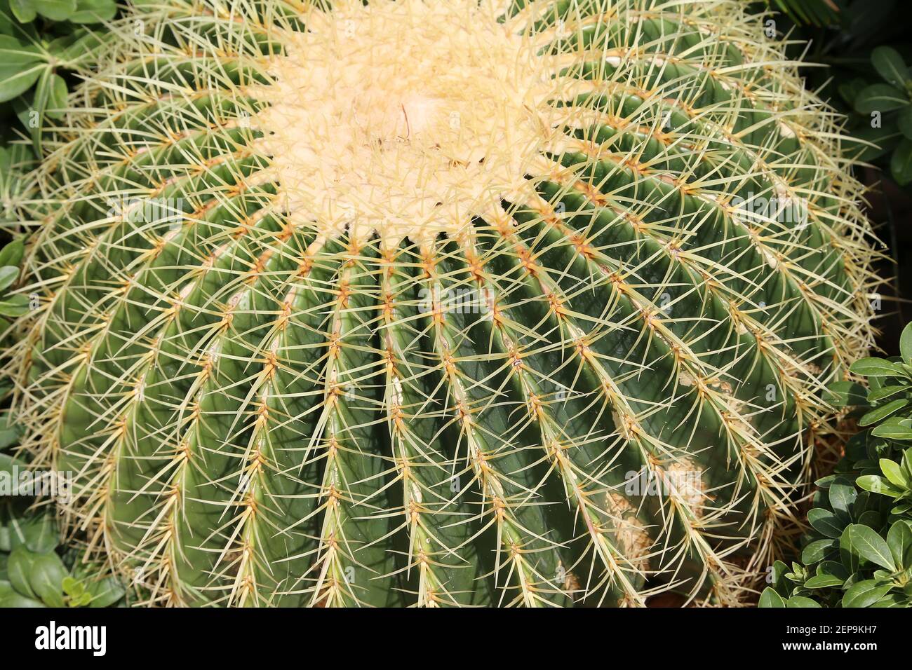 Barrel Cactus closeup. Found in the deserts of Southwestern North ...