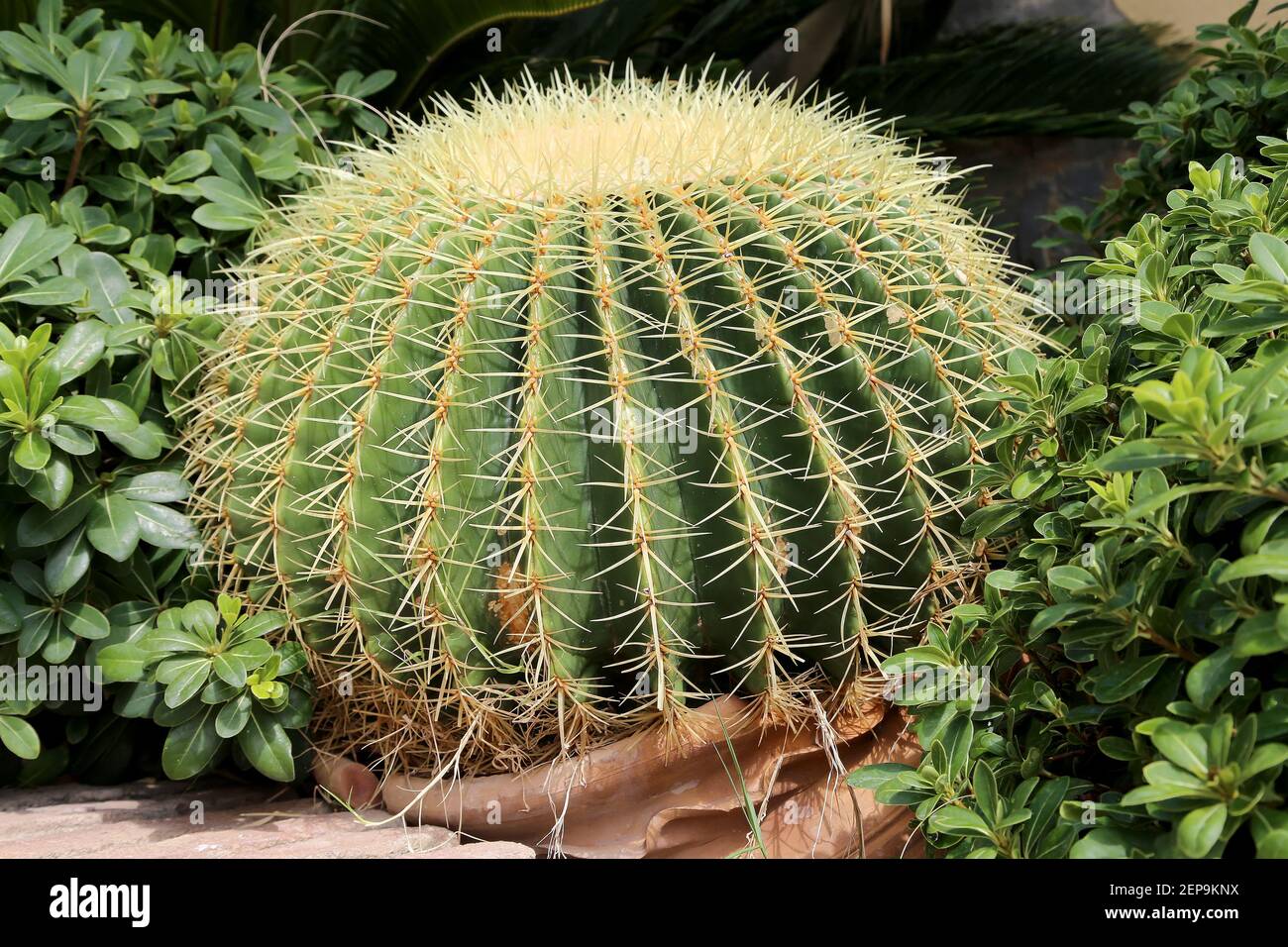 Barrel Cactus closeup. Found in the deserts of Southwestern North ...