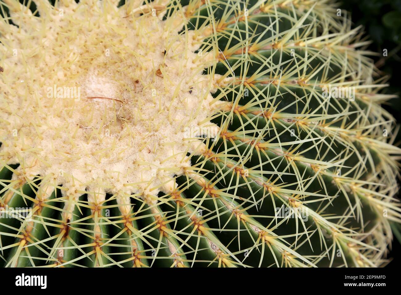 Barrel Cactus closeup. Found in the deserts of Southwestern North ...