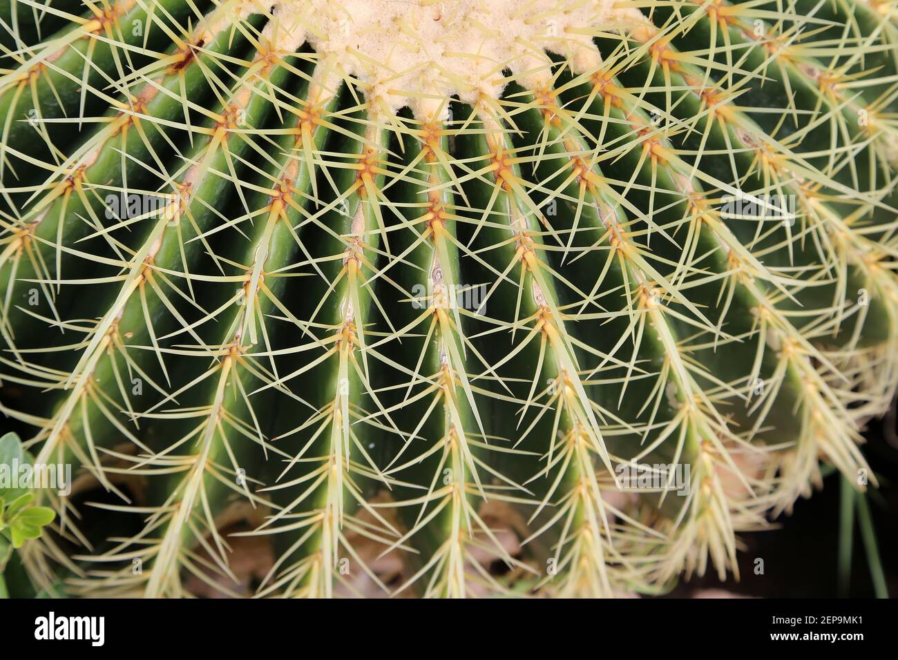 Barrel Cactus closeup. Found in the deserts of Southwestern North ...