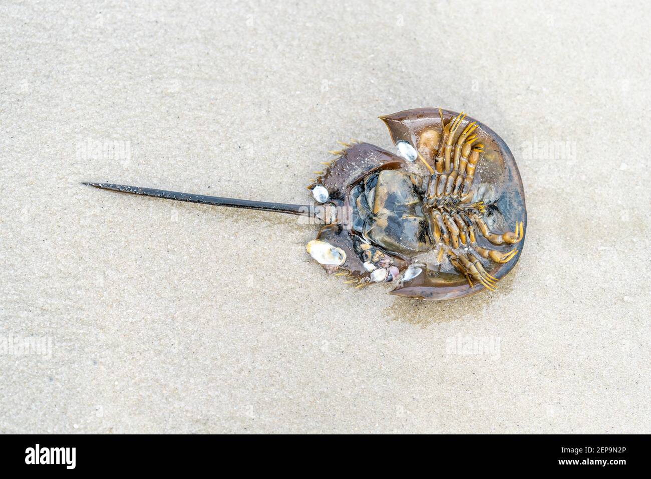 Dead atlantic horseshoe crab shells on sand hi-res stock photography ...
