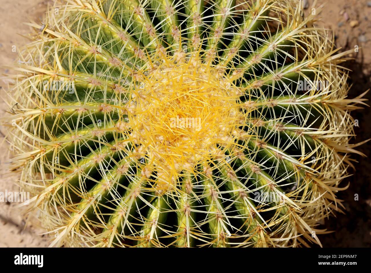 Barrel Cactus closeup. Found in the deserts of Southwestern North America Stock Photo - Alamy