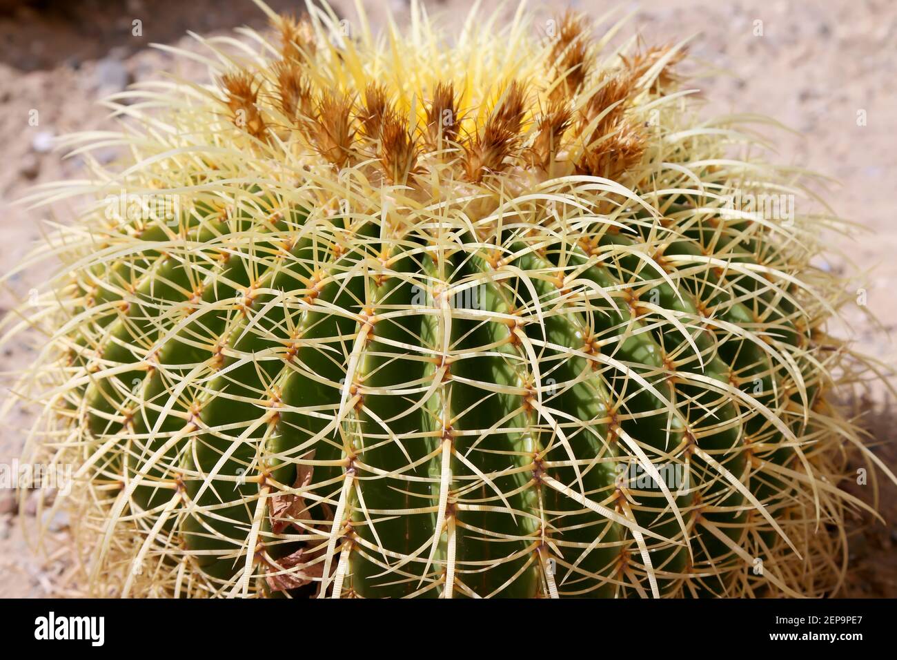 Barrel Cactus closeup. Found in the deserts of Southwestern North ...
