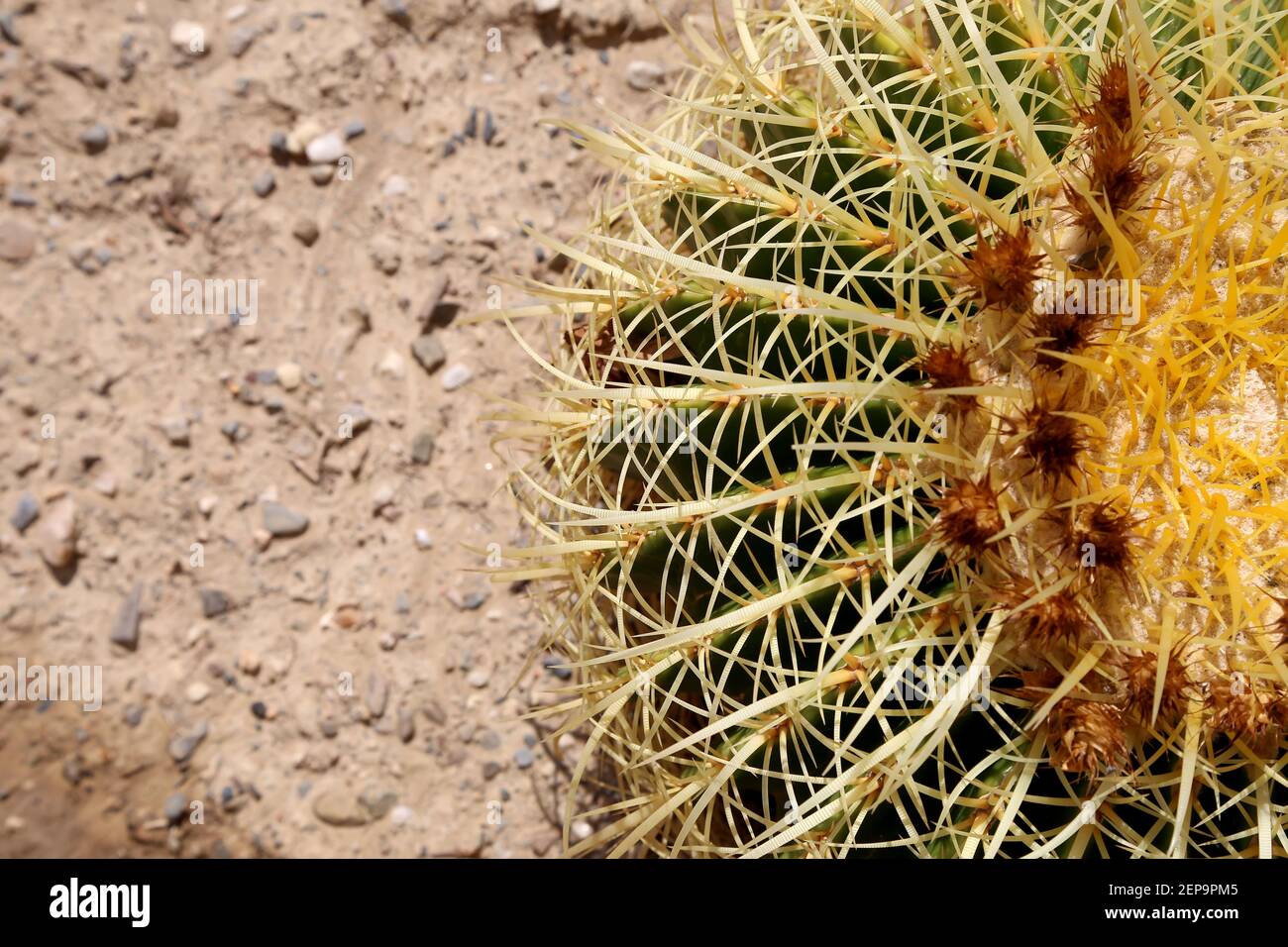 Barrel Cactus closeup. Found in the deserts of Southwestern North America Stock Photo - Alamy